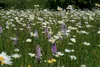 High Beeches Woodland and Water Garden | West Sussex