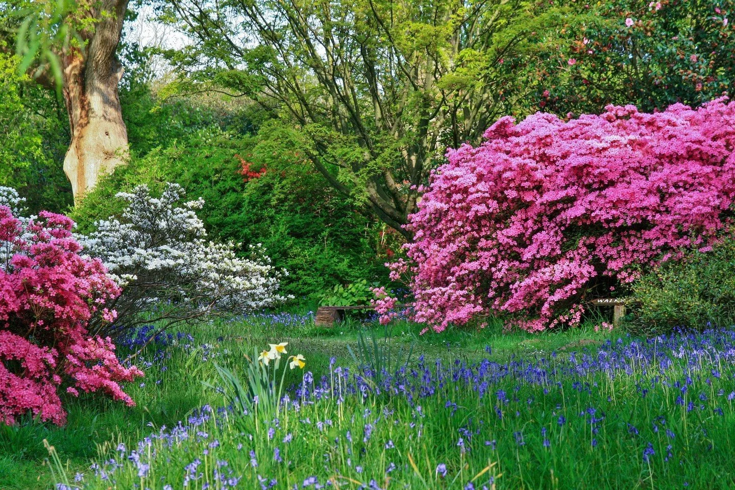 The Garden — High Beeches Woodland & Water Garden