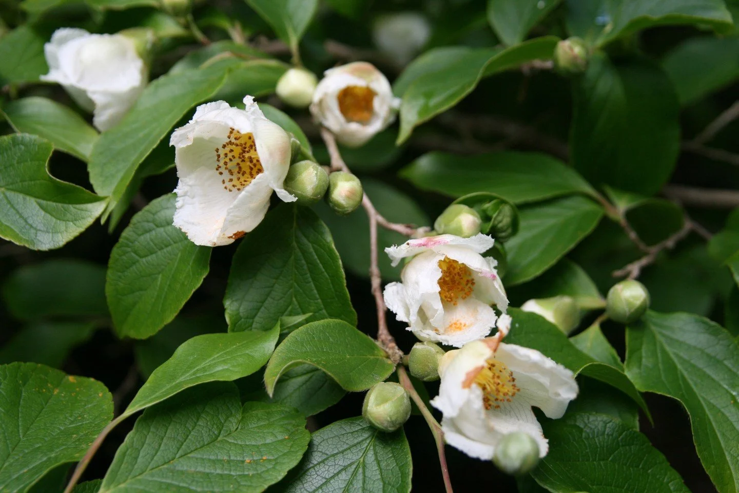 Important Plants — High Beeches Woodland & Water Garden