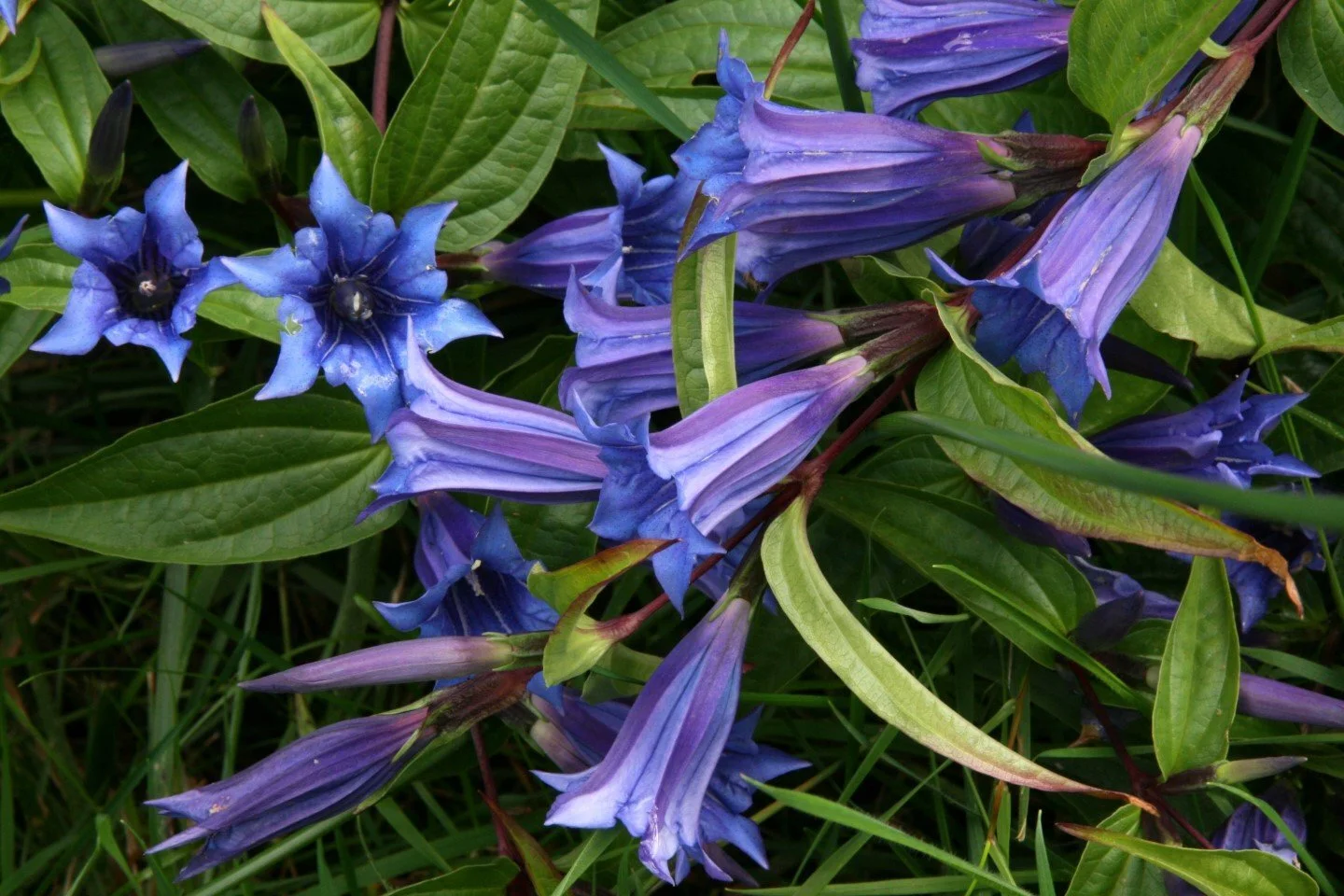 Important Plants — High Beeches Woodland & Water Garden
