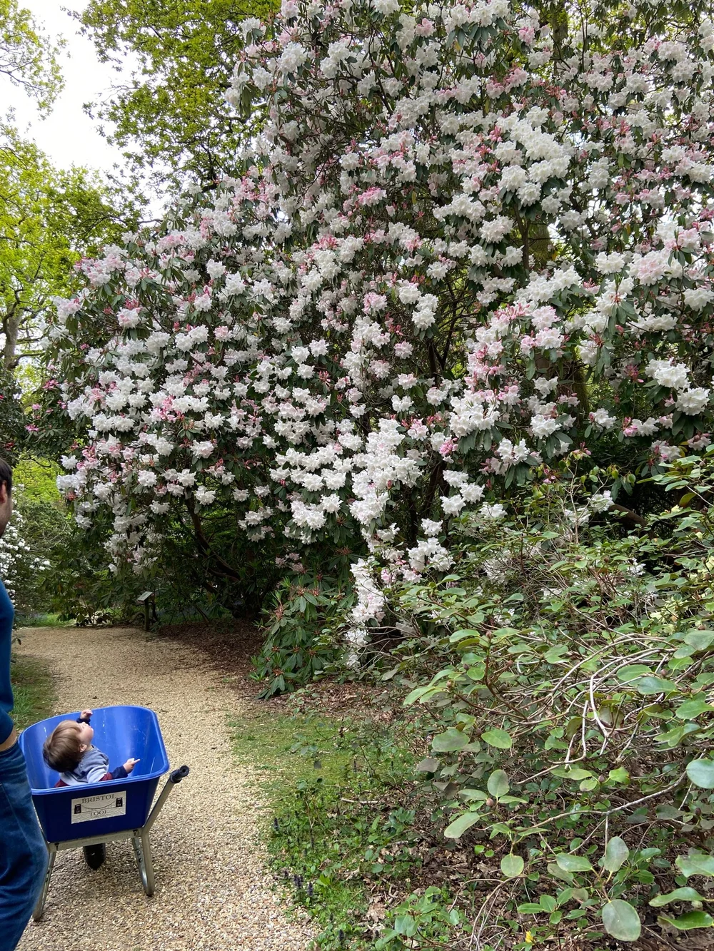 Garden Gallery — High Beeches Woodland & Water Garden