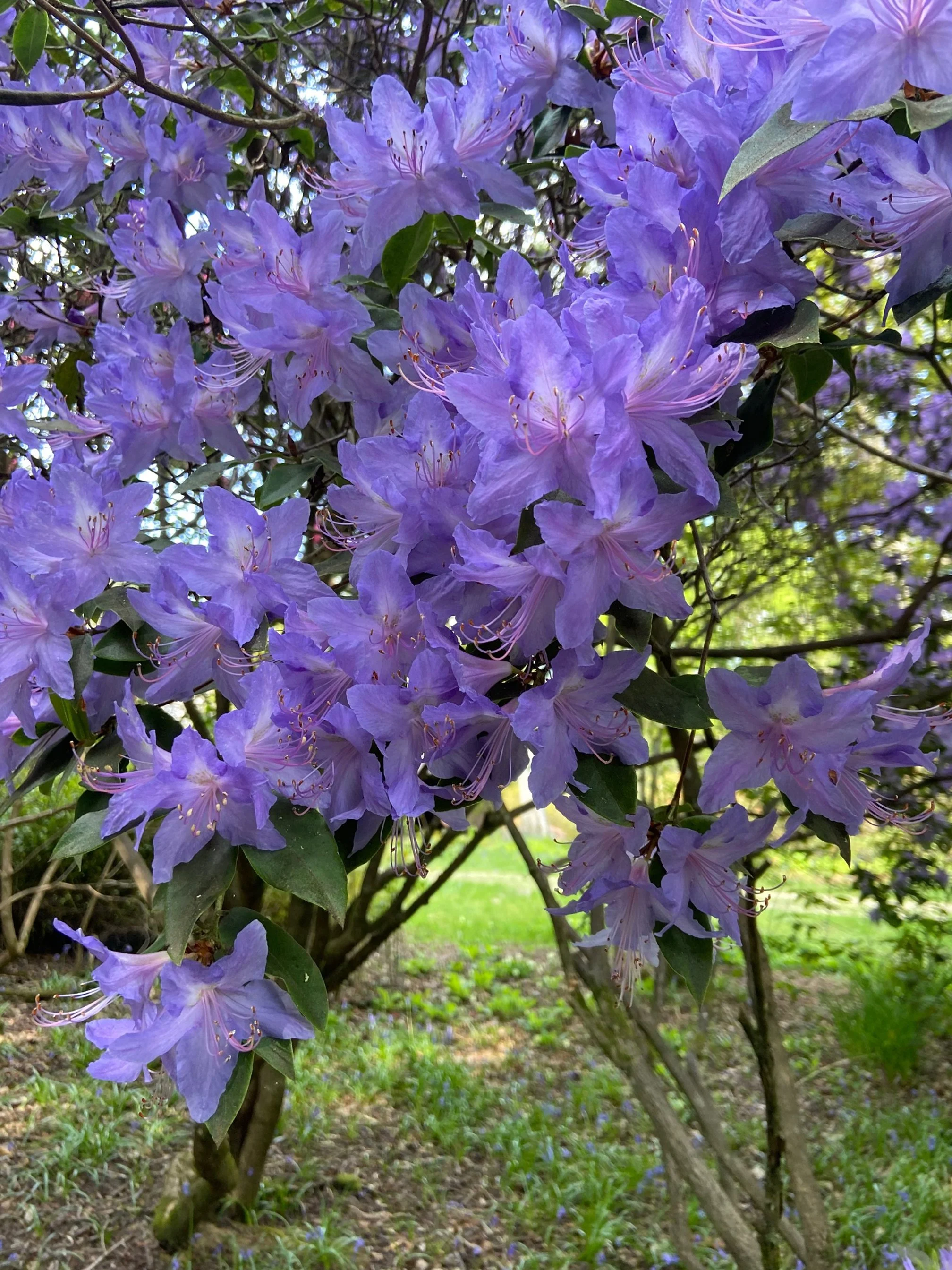 Garden Gallery — High Beeches Woodland & Water Garden