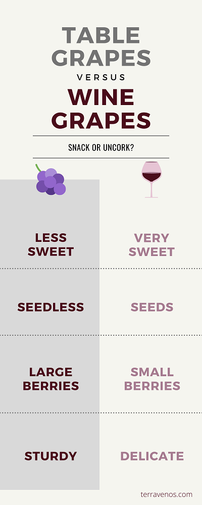 Are Wine Grapes Edible? — tèr·ra·ve·nos