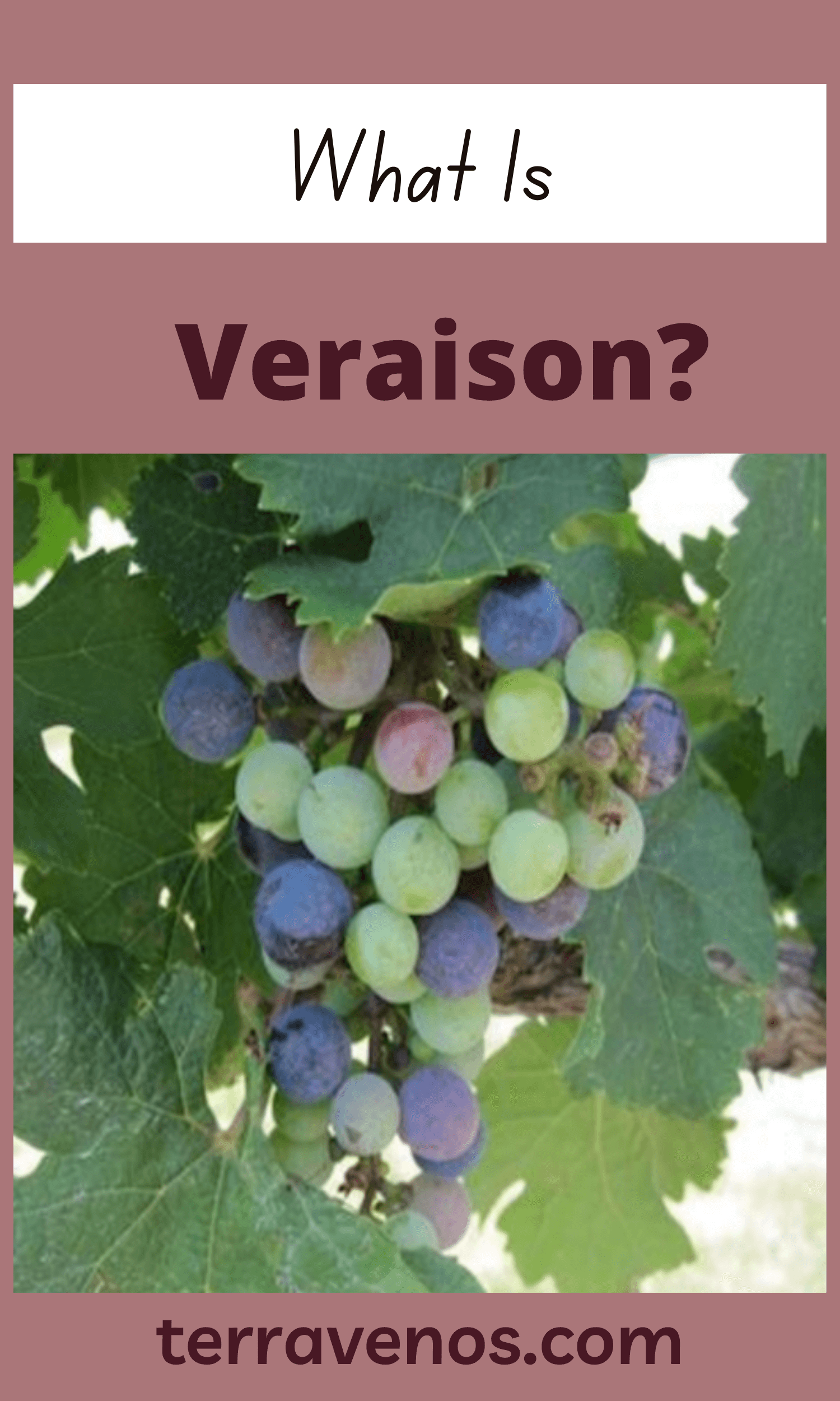 What Is Phylloxera And Why Is It Important? — tèr·ra·ve·nos