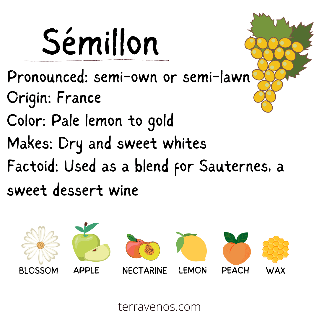 What Is Semillon? — tèr·ra·ve·nos