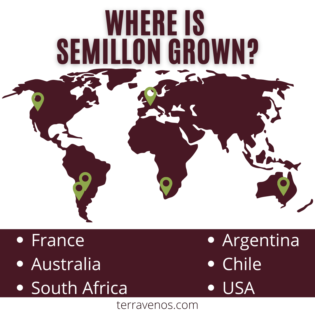What Is Semillon? — tèr·ra·ve·nos