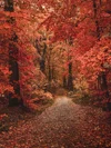 Fall and Feng Shui — Still Jacey
