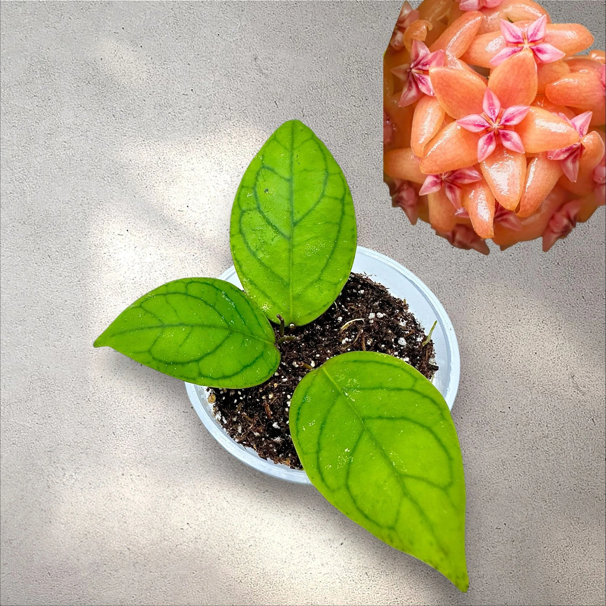 Rare Hoya Plant Shop Canada - Plant Positivity with Rowe