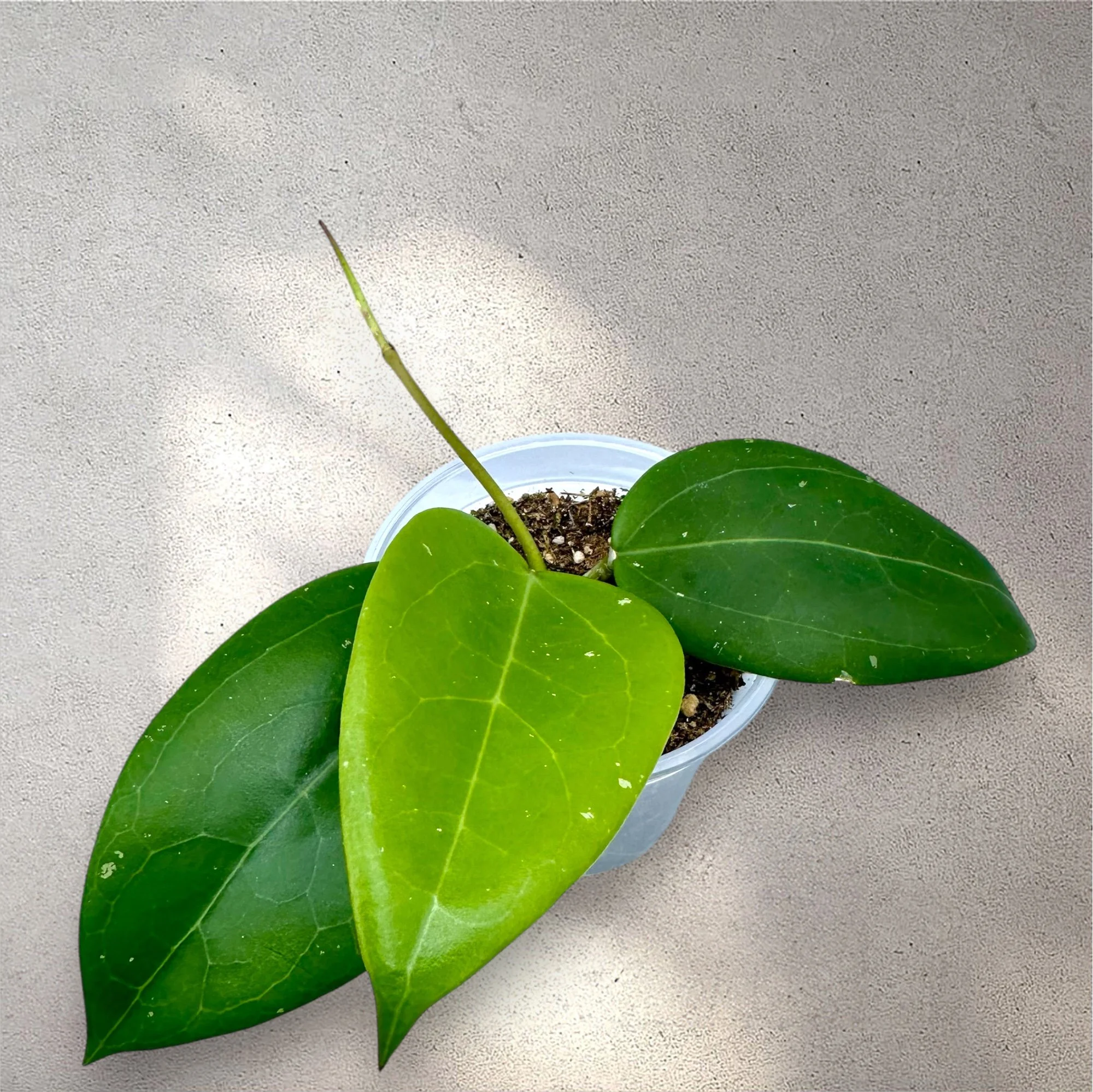 Rare Hoya Plant Shop Canada - Plant Positivity with Rowe