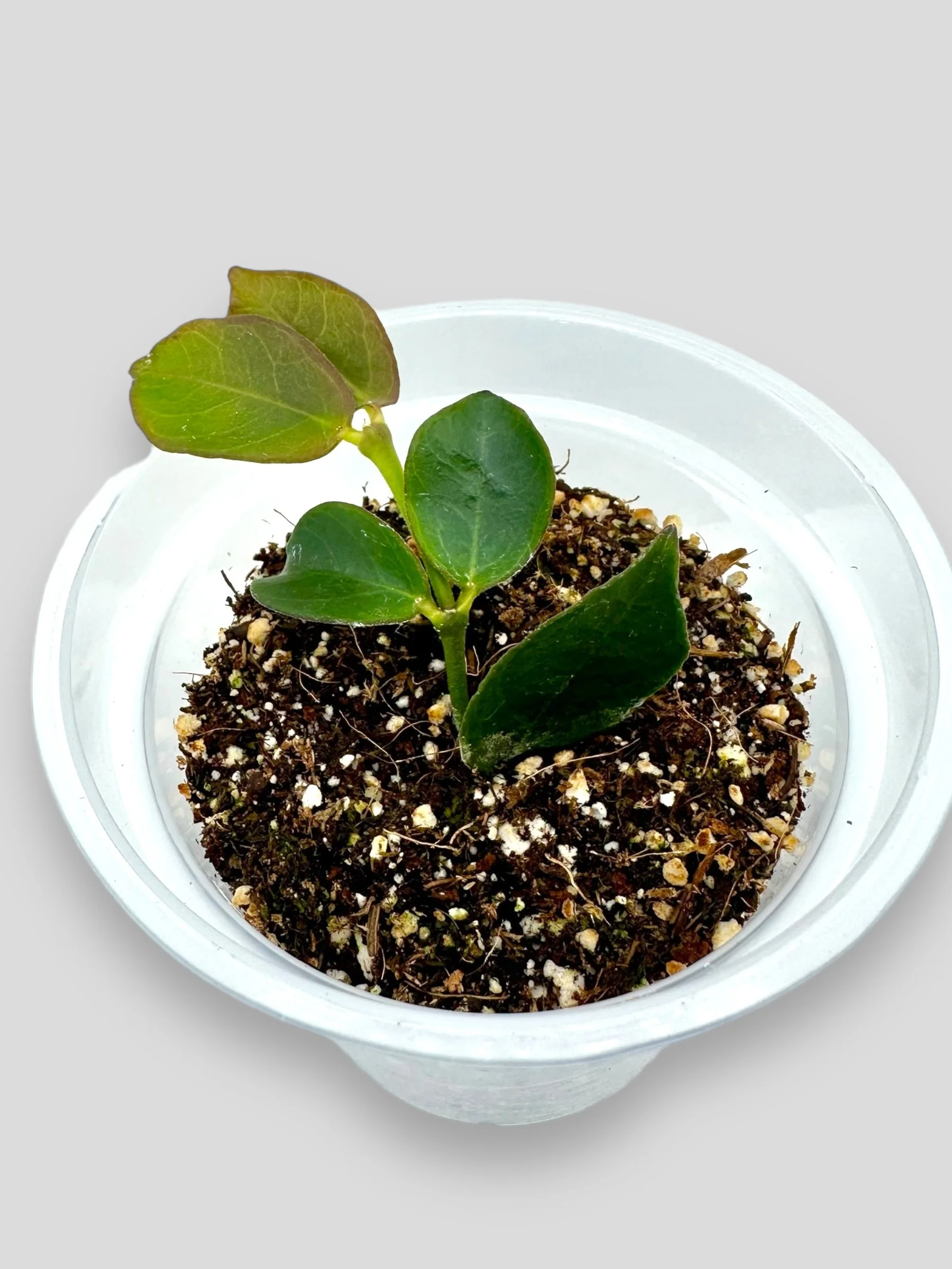 Uncommon and Rare Plant Shop Canada - Plant Positivity with Rowe