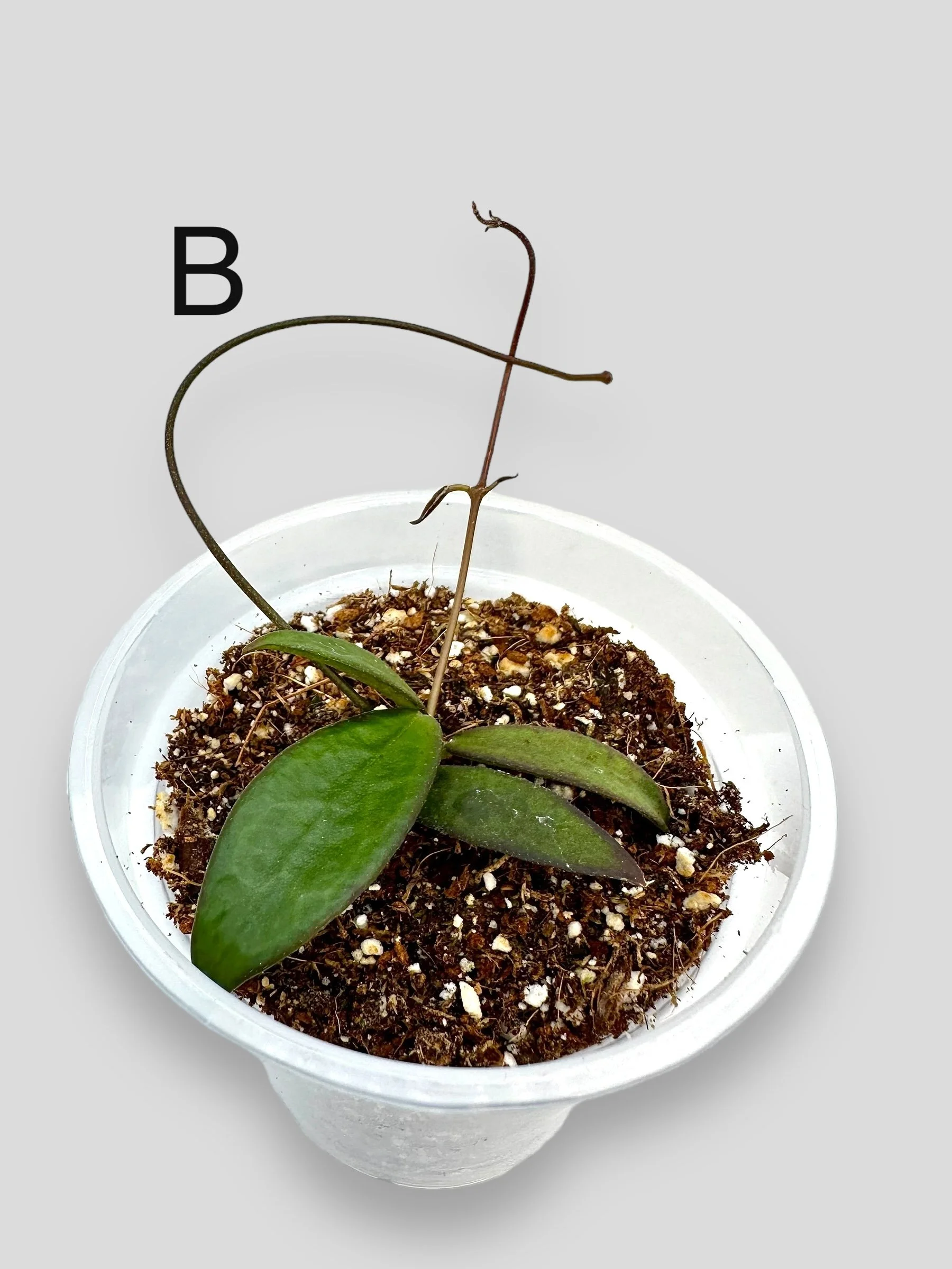 Uncommon and Rare Plant Shop Canada - Plant Positivity with Rowe