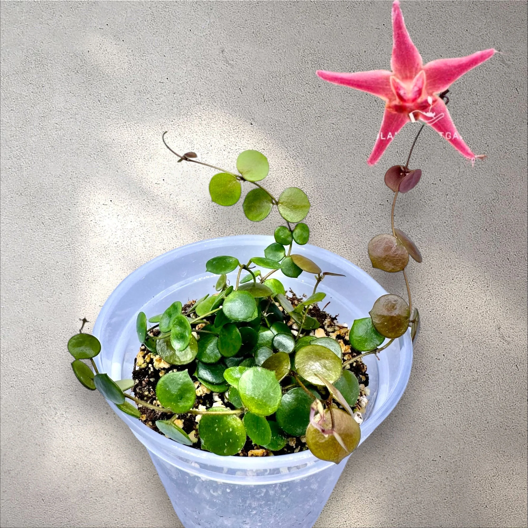 Rare Hoya Plant Shop Canada - Plant Positivity with Rowe