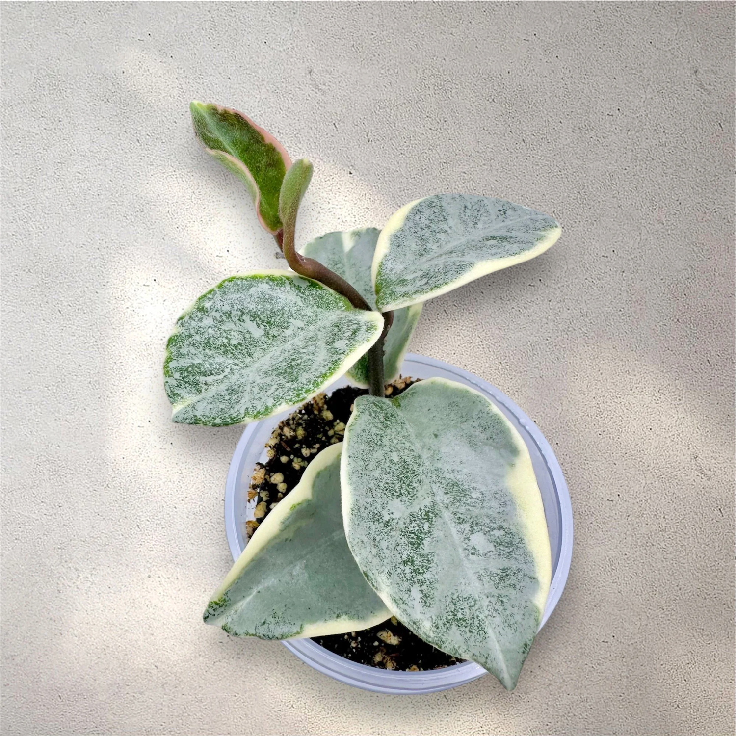 Rare Hoya Plant Shop Canada - Plant Positivity with Rowe