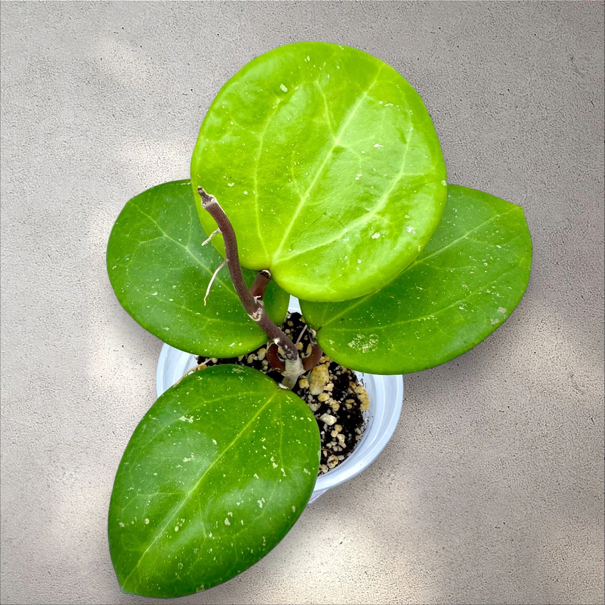 Rare Hoya Plant Shop Canada - Plant Positivity with Rowe