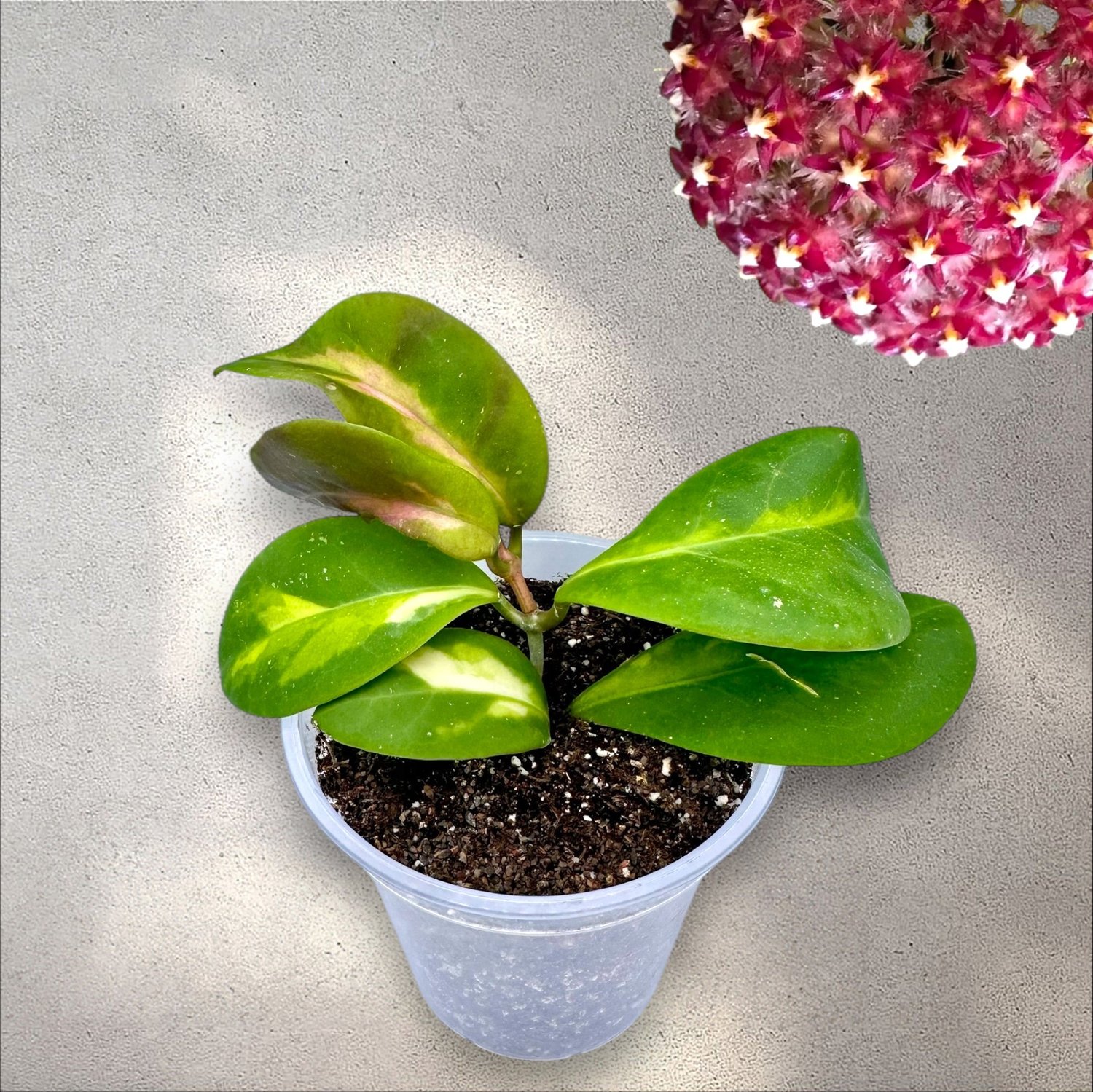 Rare Hoya Plant Shop Canada - Plant Positivity with Rowe