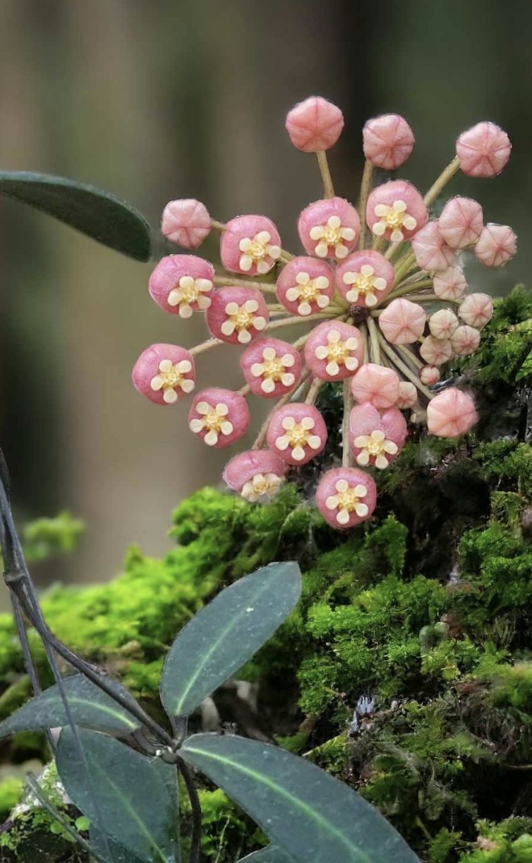 Uncommon and Rare Plant Shop Canada - Plant Positivity with Rowe