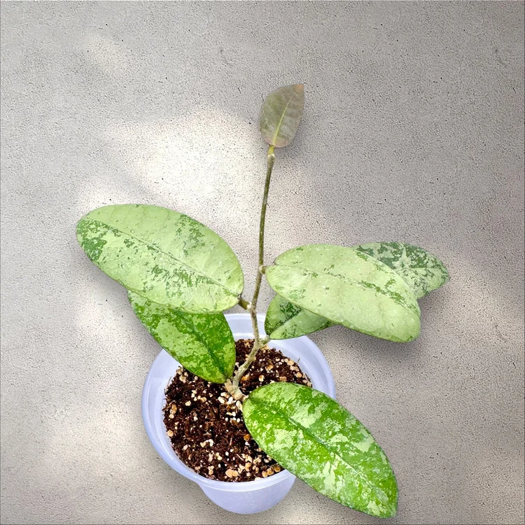 Rare Hoya Plant Shop Canada - Plant Positivity with Rowe