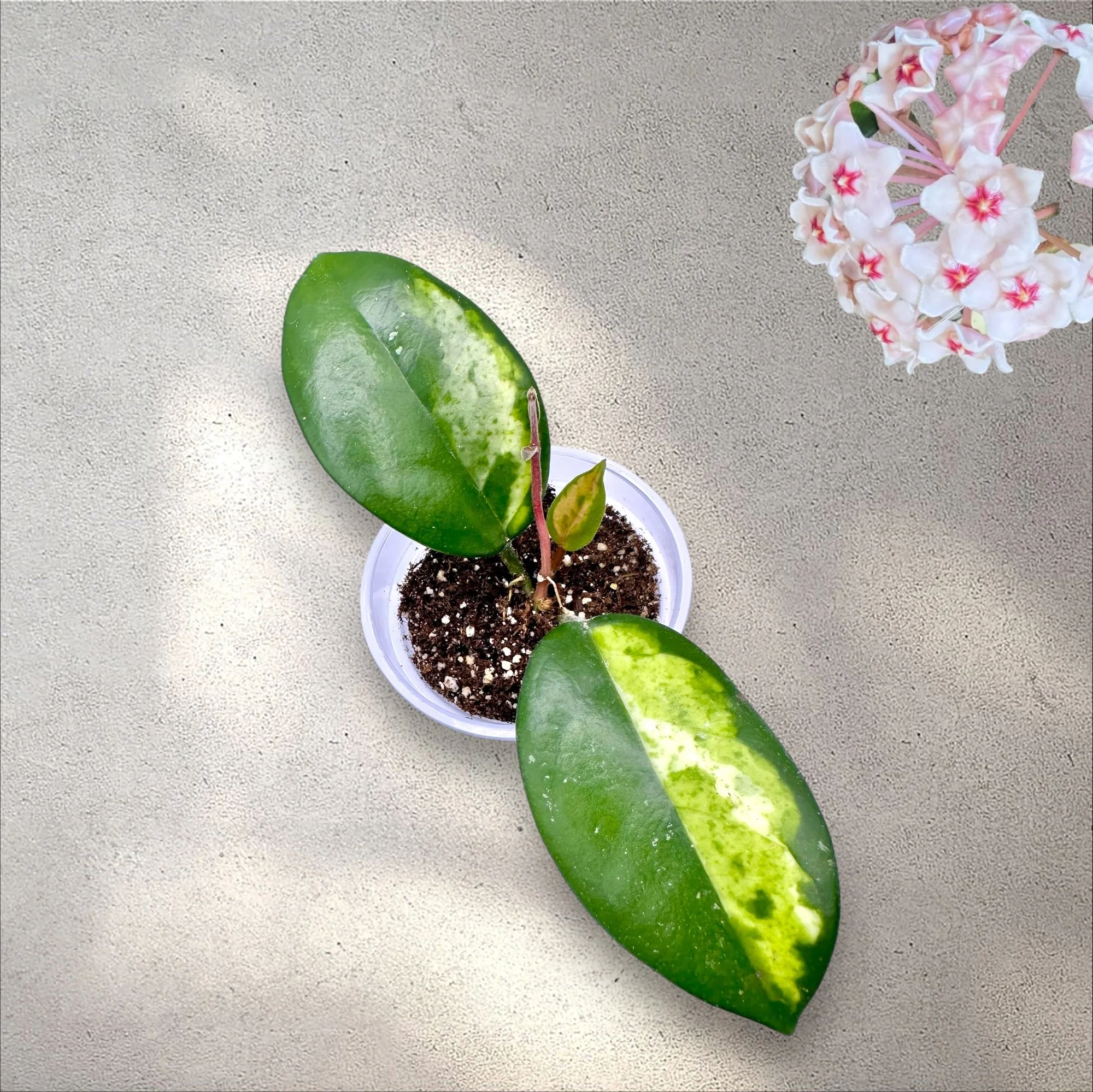 Rare Hoya Plant Shop Canada - Plant Positivity with Rowe
