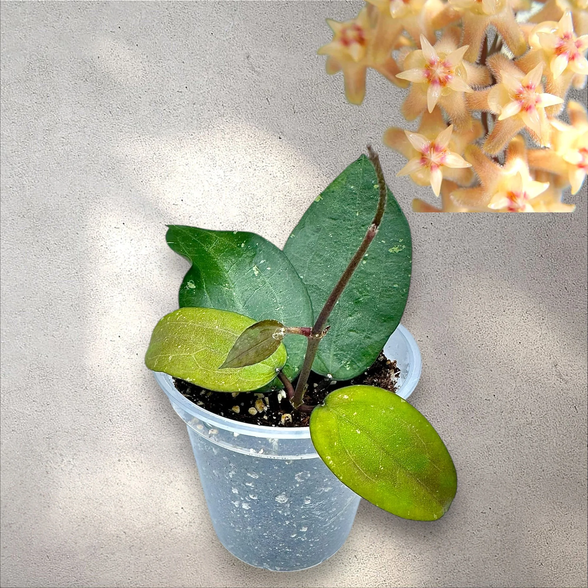 Rare Hoya Plant Shop Canada - Plant Positivity with Rowe