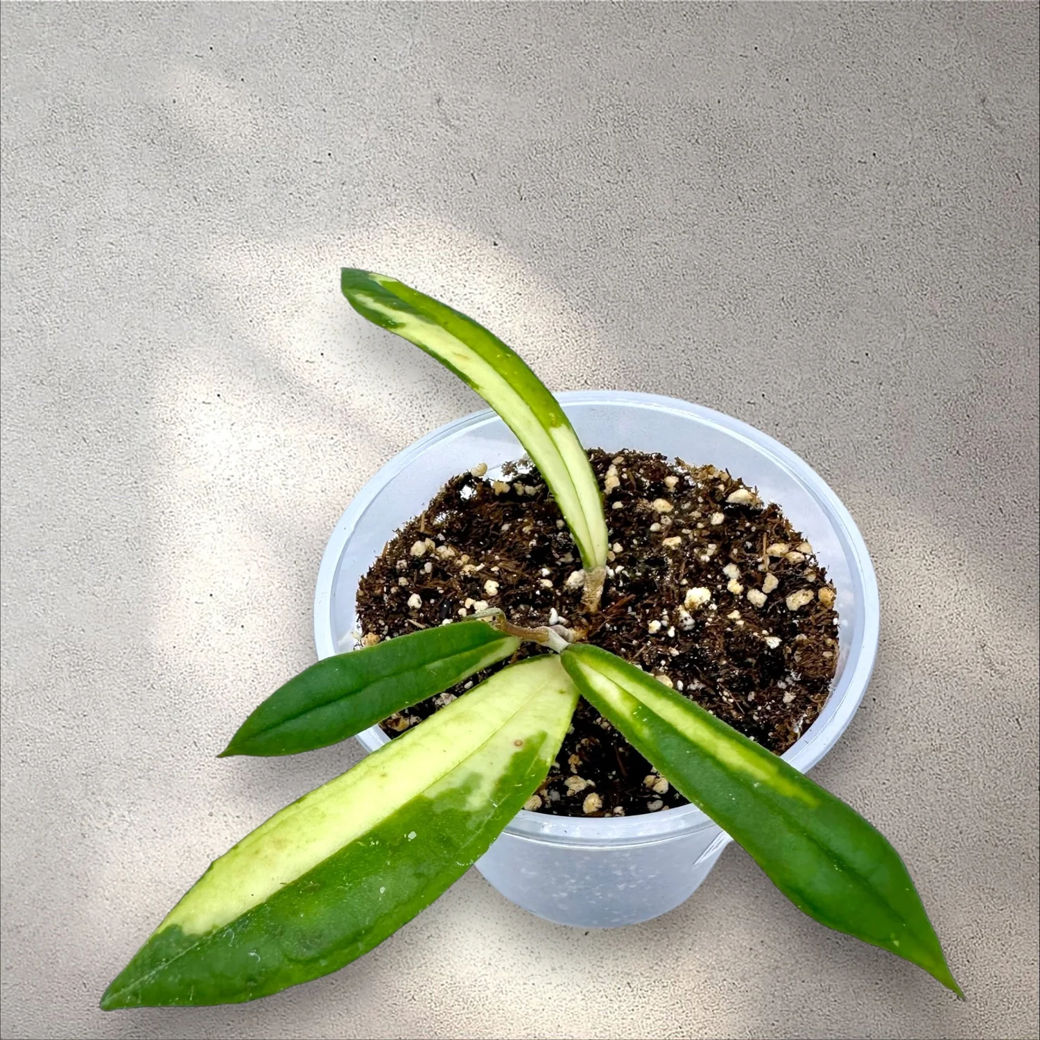 Rare Hoya Plant Shop Canada - Plant Positivity with Rowe
