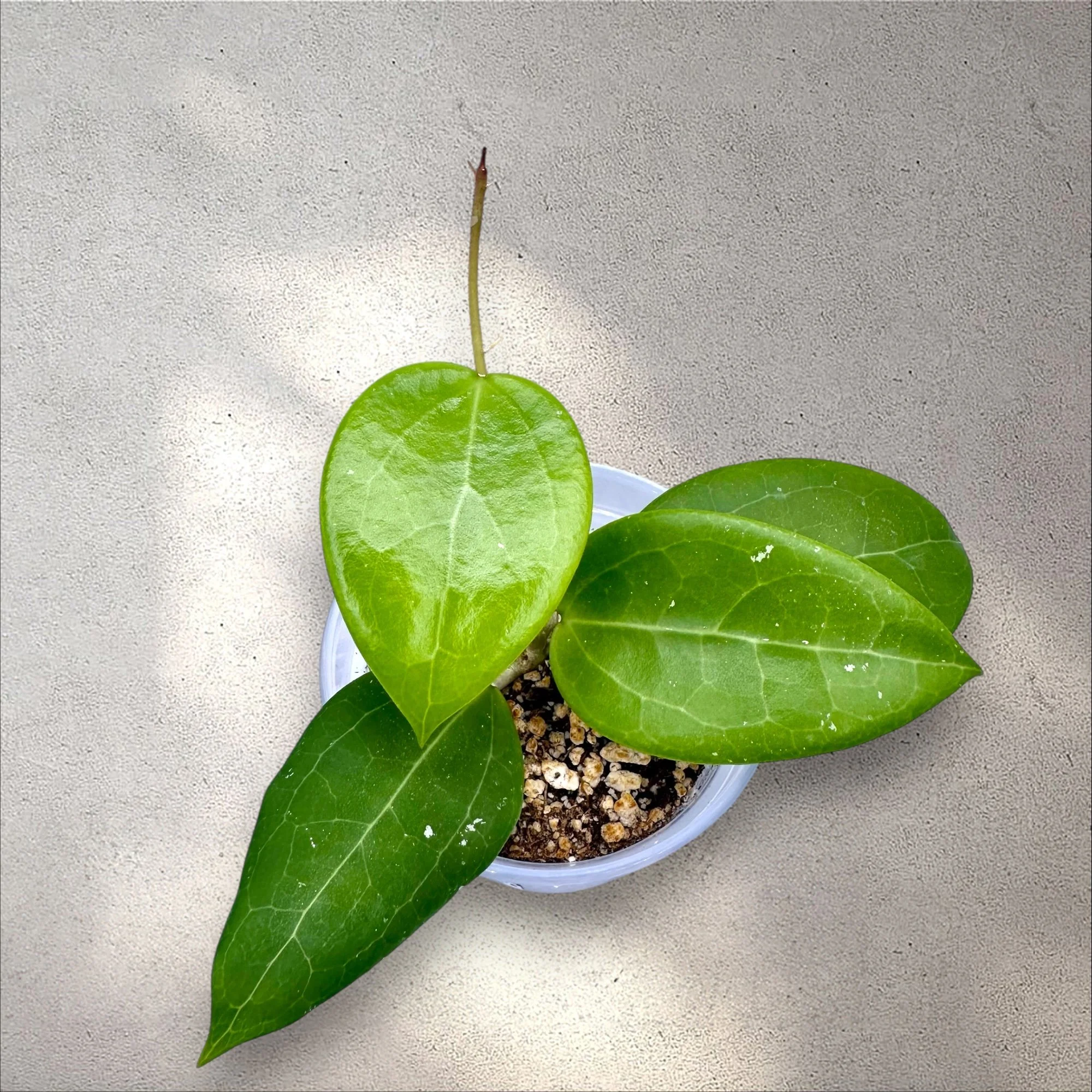 Rare Hoya Plant Shop Canada - Plant Positivity with Rowe