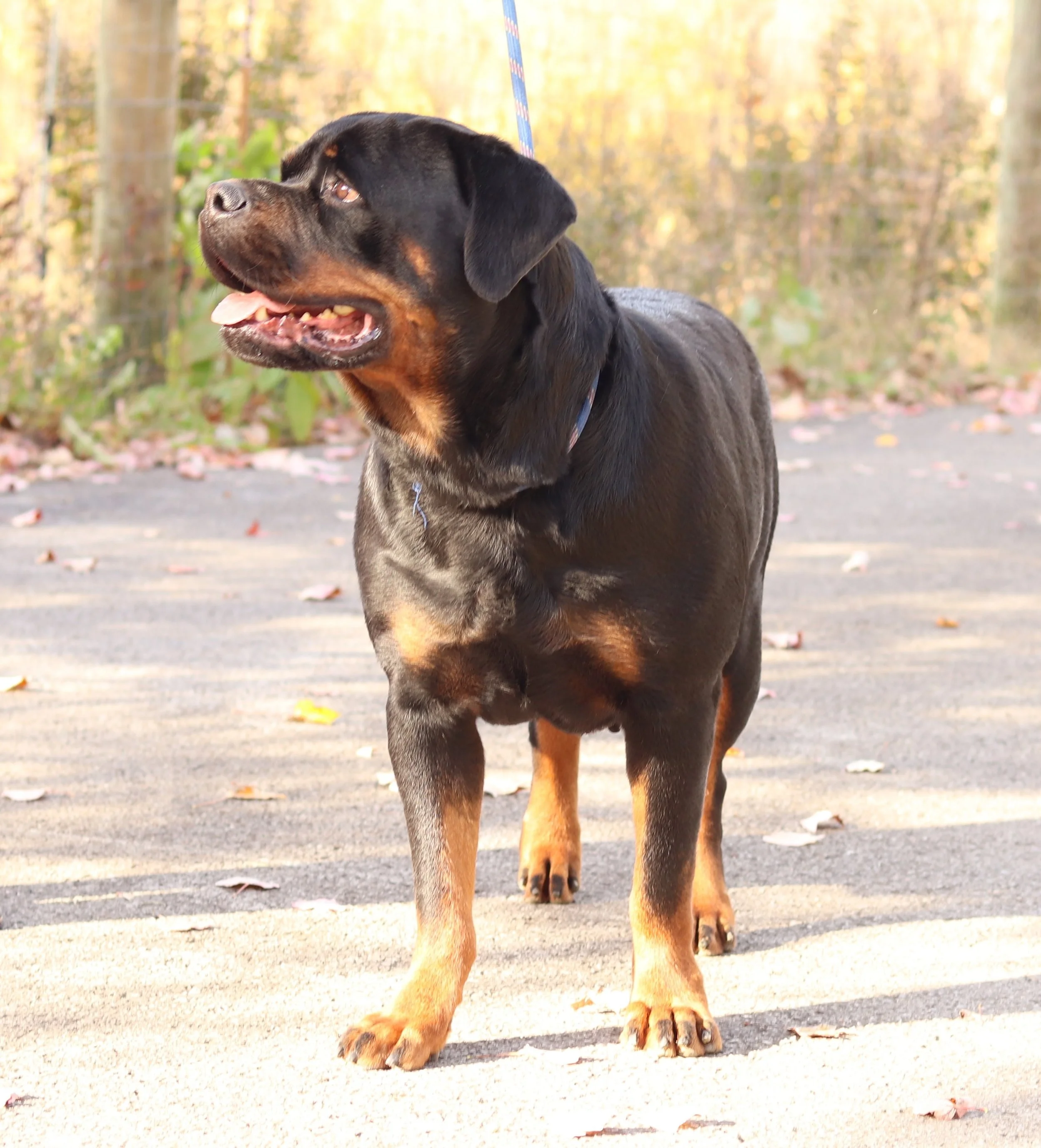 Breedings — VOM HAUSE ALISTAIR ROTTWEILERS