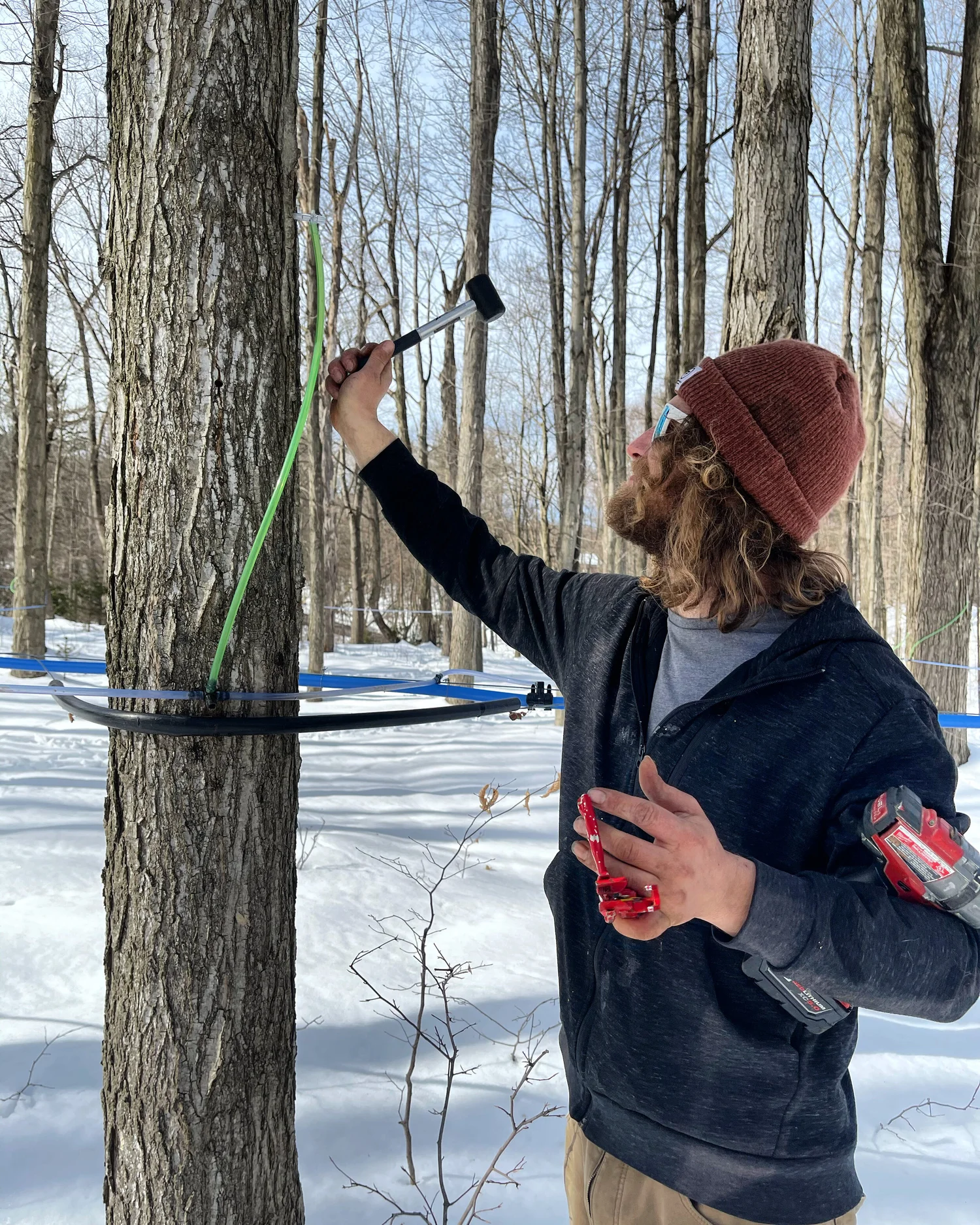 Our Maple Syrup — Timber Trails Forest Farm