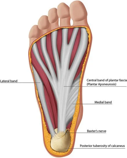 Difference between Plantar Fasciitis and Plantar Aponeurosis