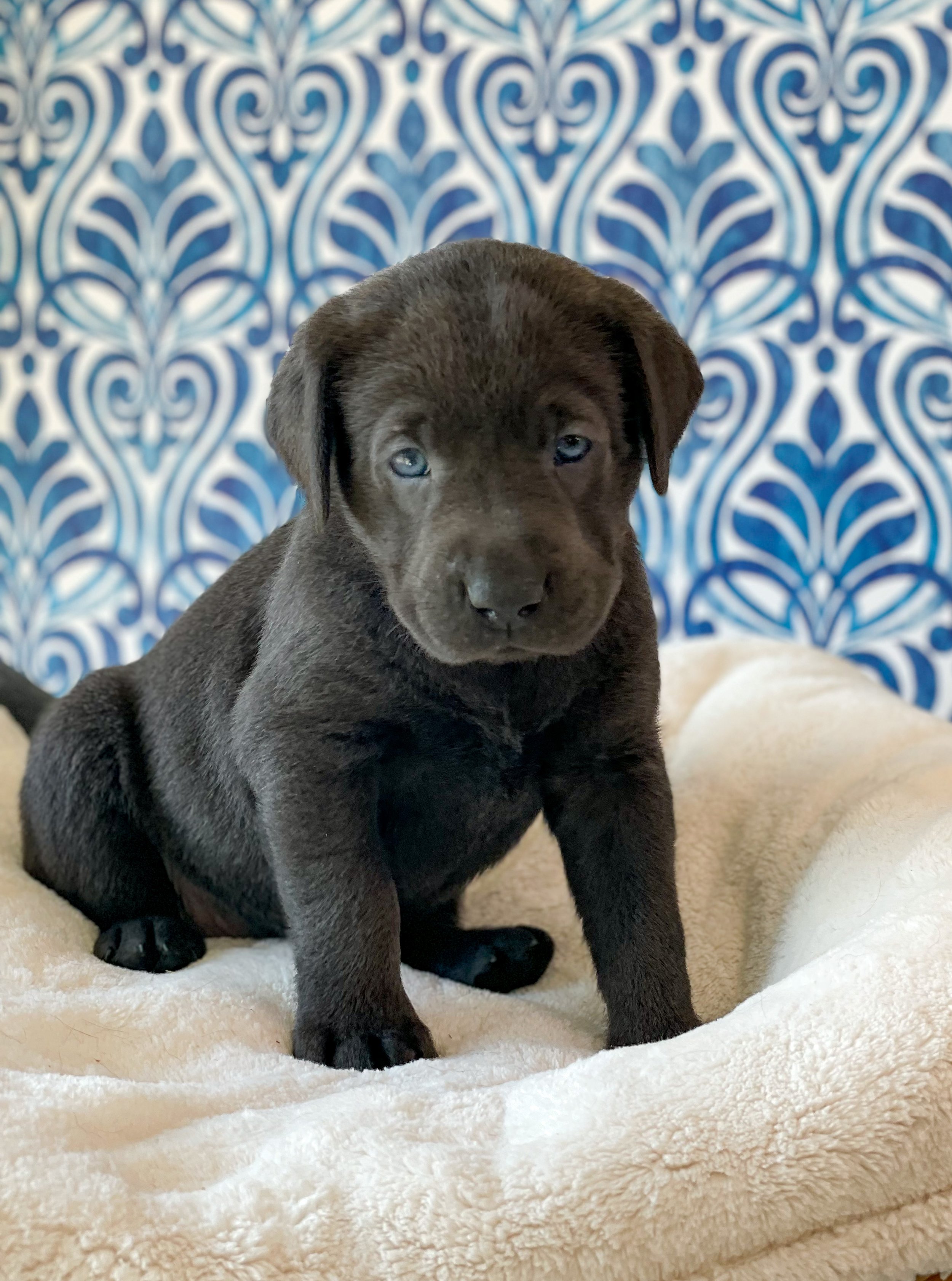 Silver Lab Breeder Arizona — Gunmetal Labs LLC