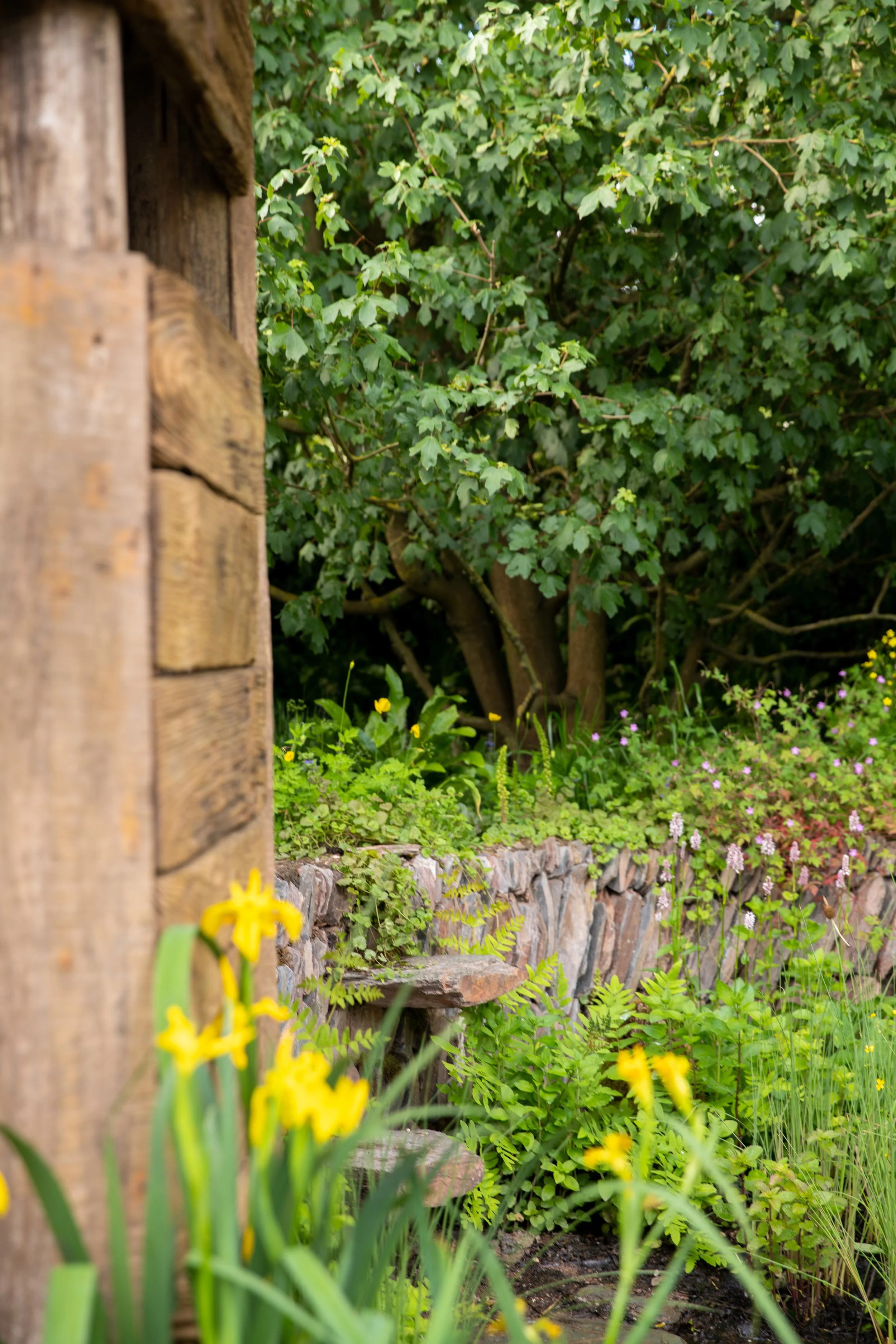 A Rewilding Britain Garden, Chelsea flower show 2022 — Allgreen