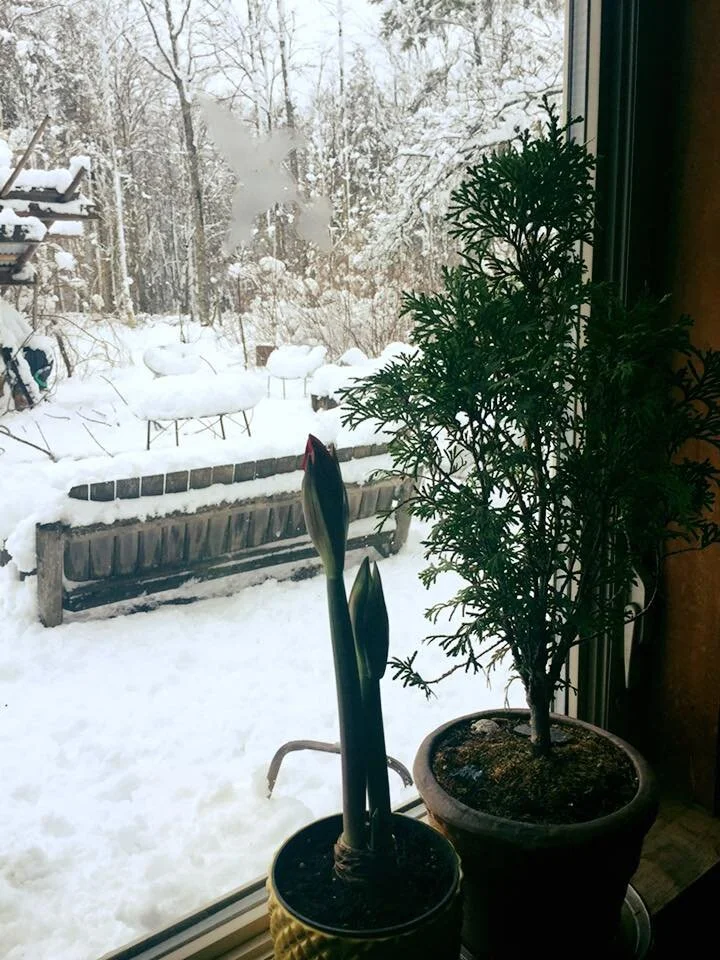 Crystal Lake Farm & Nursery