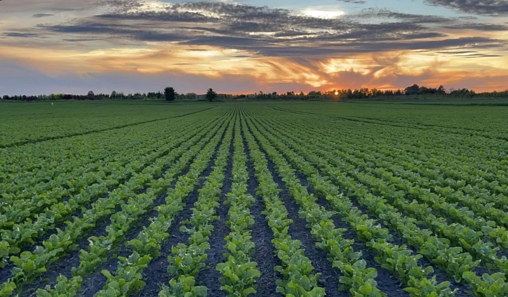 PPX Farming Planting Machinery | Horizon Agriculture