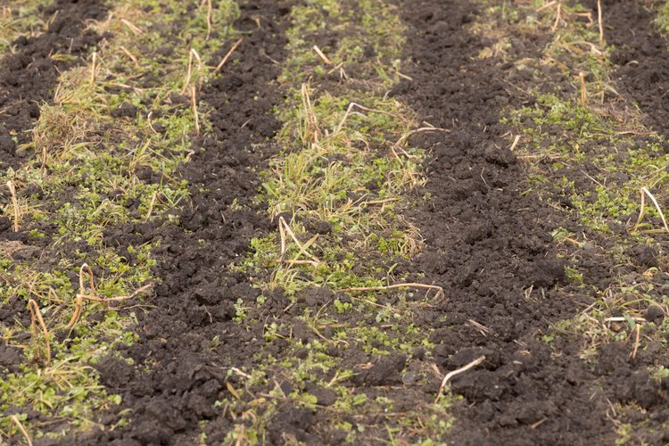 Strip Tillage Guide
