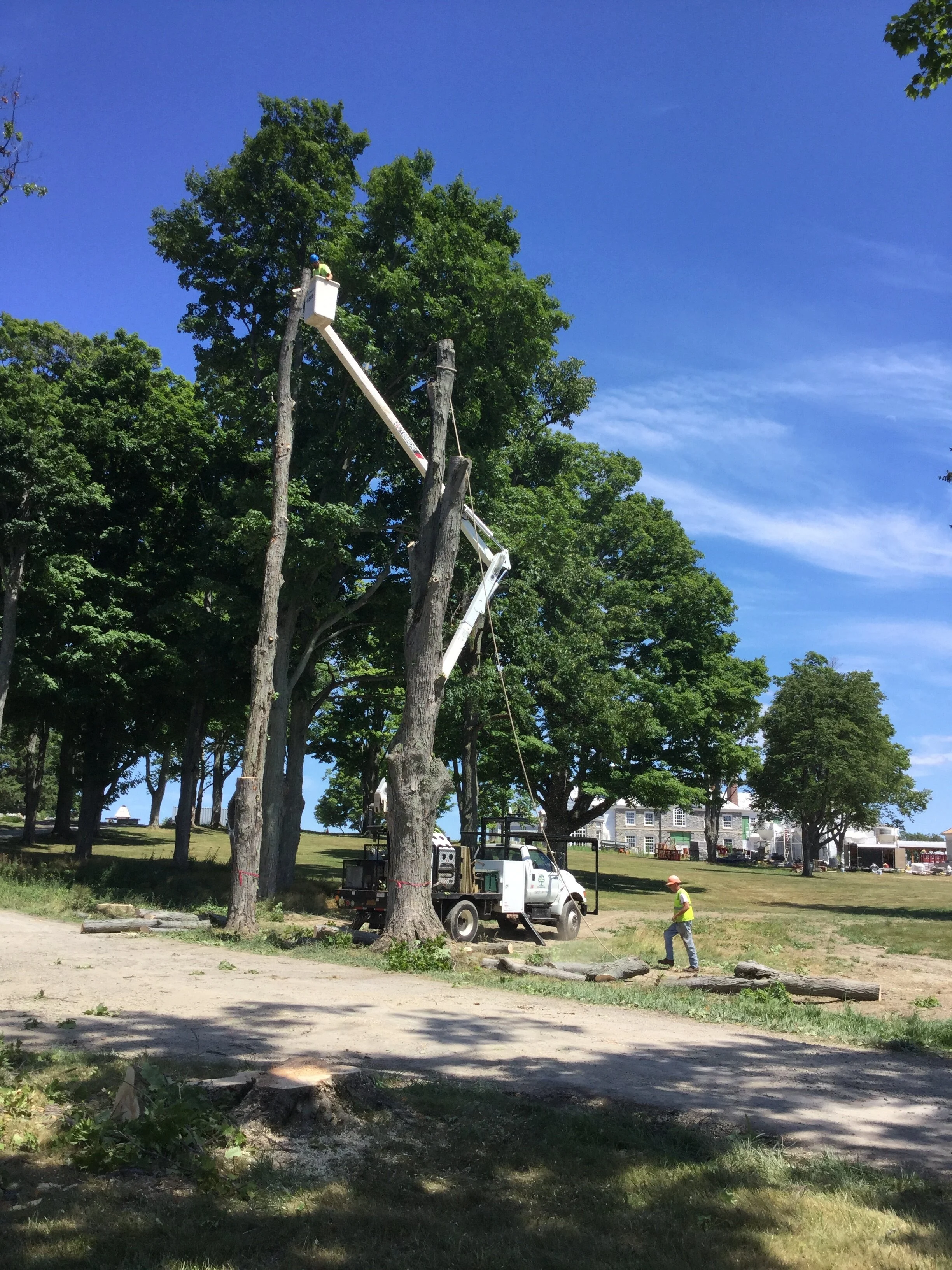 Gallery — Cayuga Tree Service, Inc.