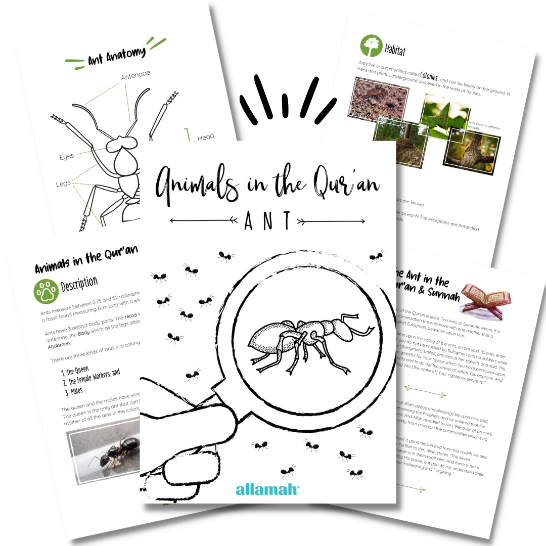 Animals in the Qur'an Series - Ant — Allamah Education