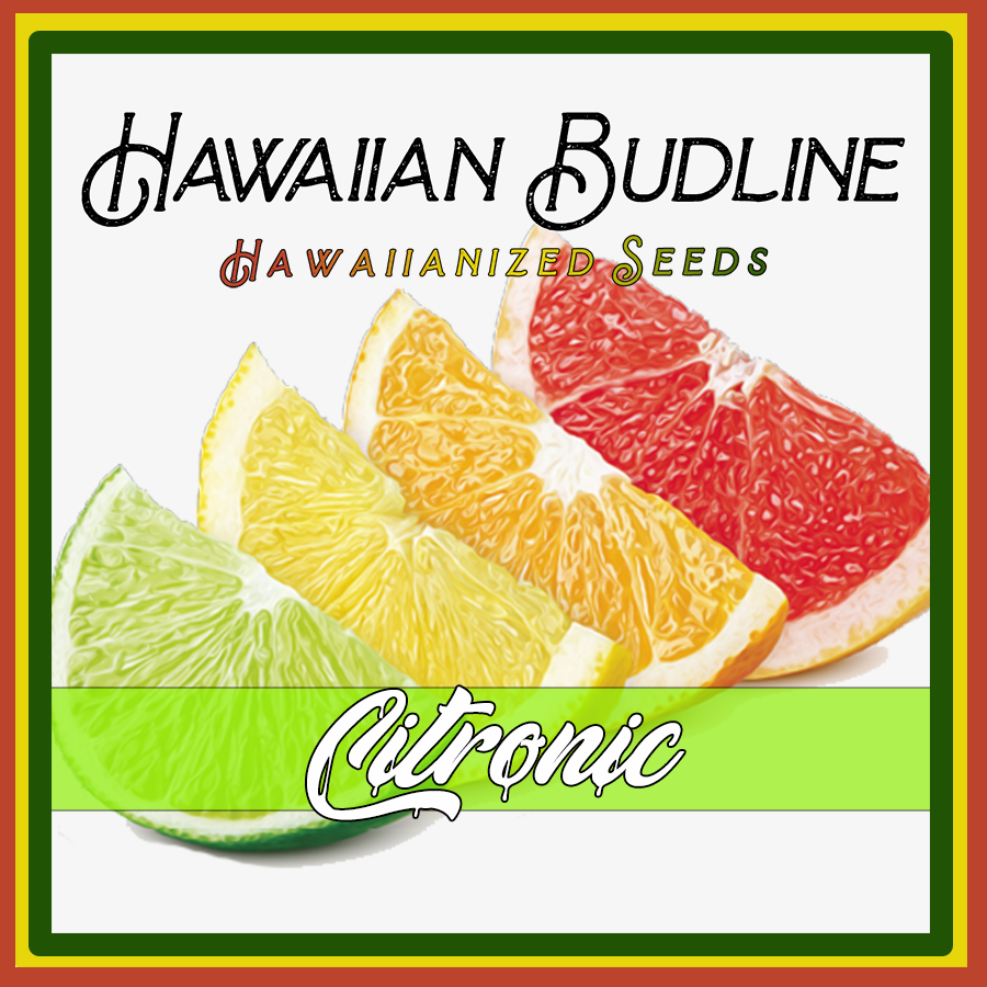 Hawaiian Budline