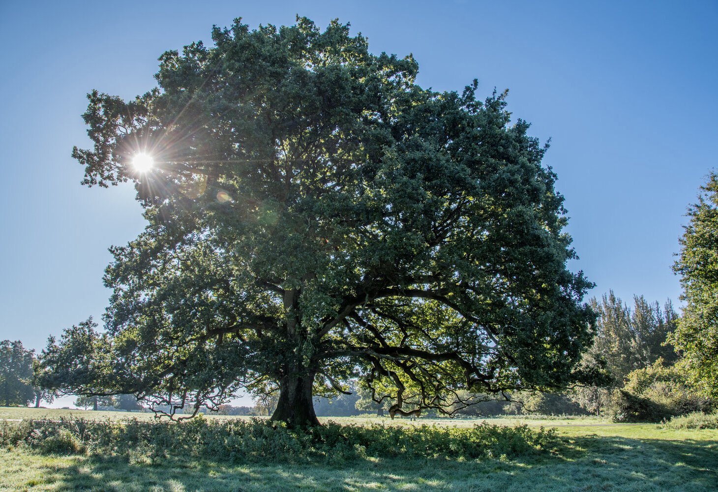 How Green is your Garden Building? — Shed Guru