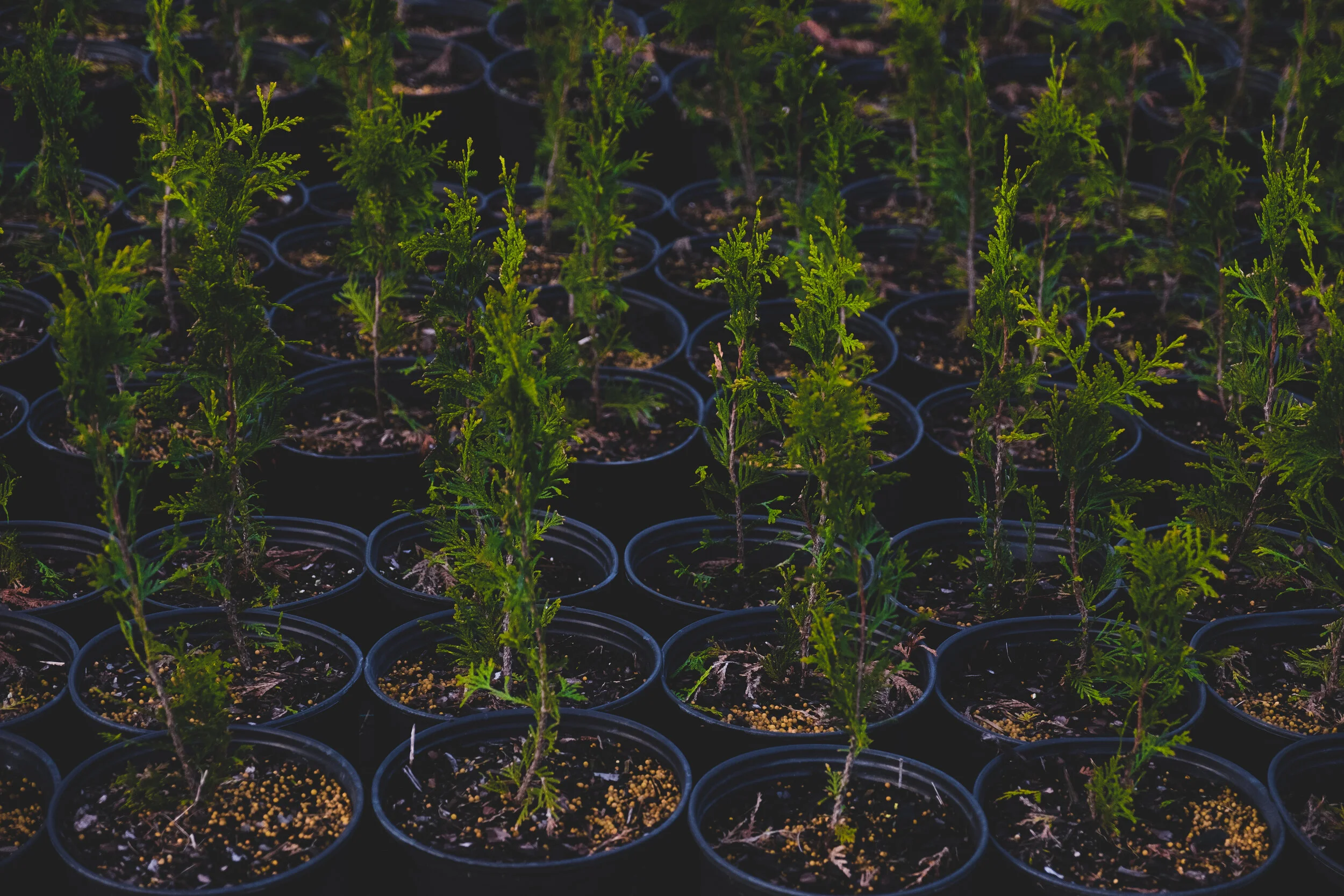 Santa Fe Tree Co.