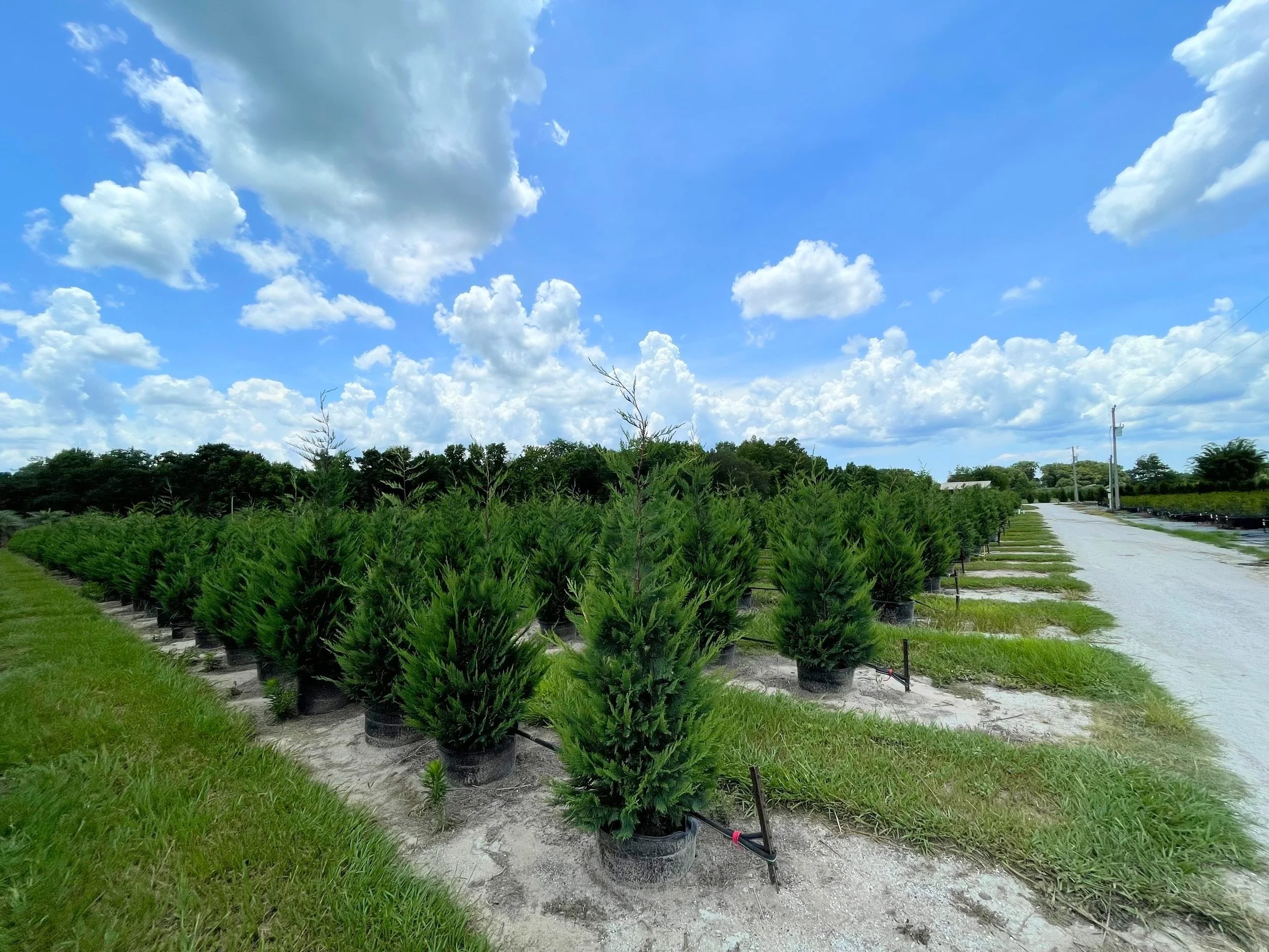 Santa Fe Tree Co.