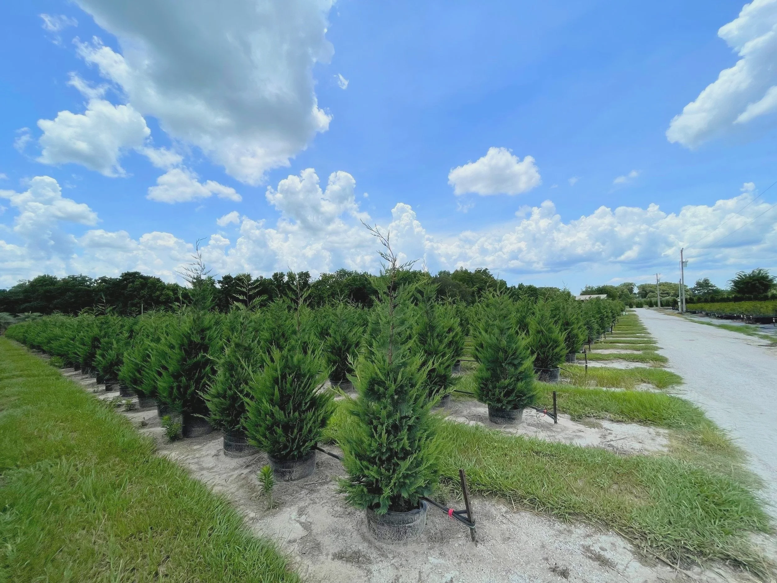 Santa Fe Tree Co.