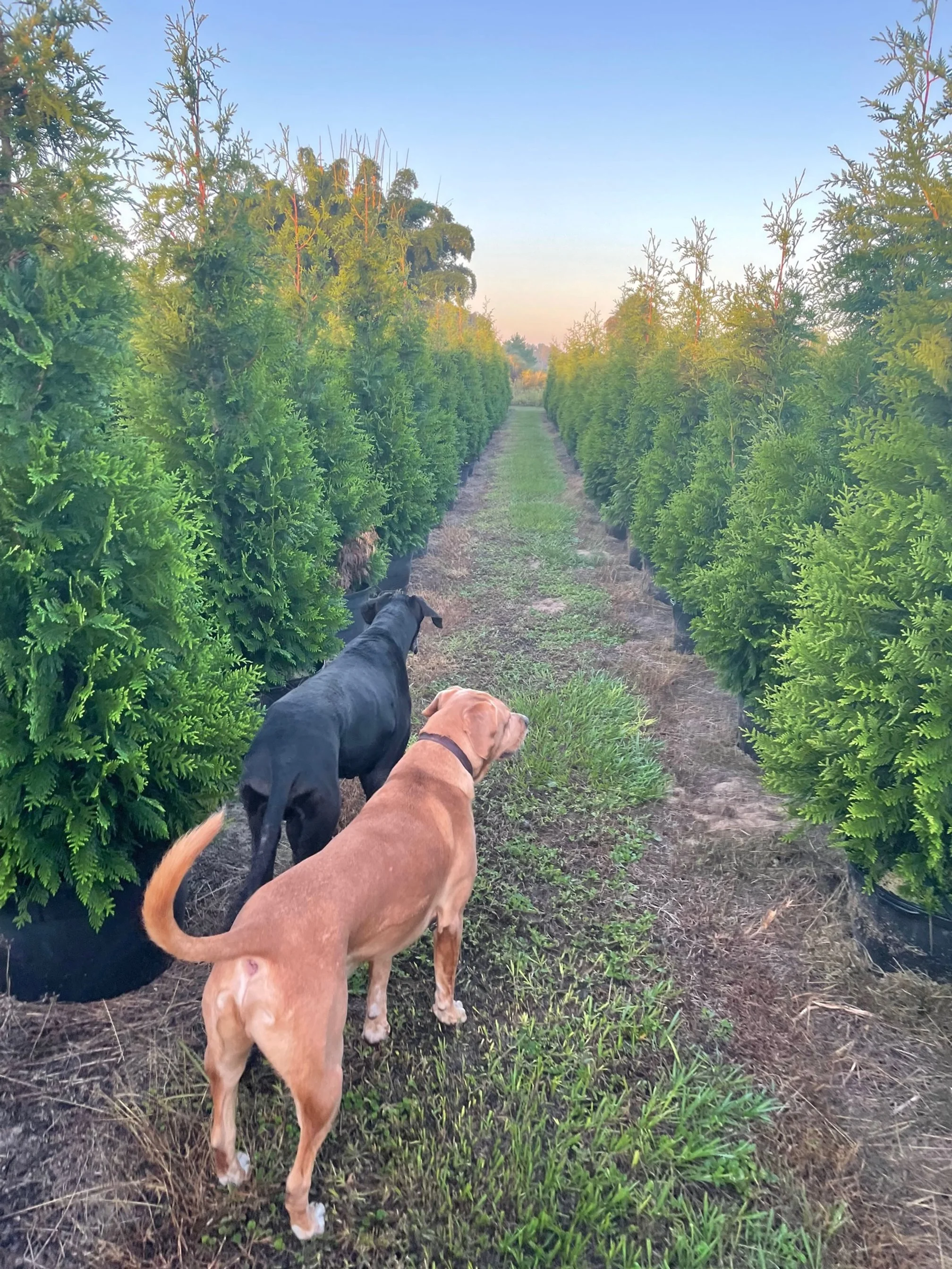 Santa Fe Tree Co.