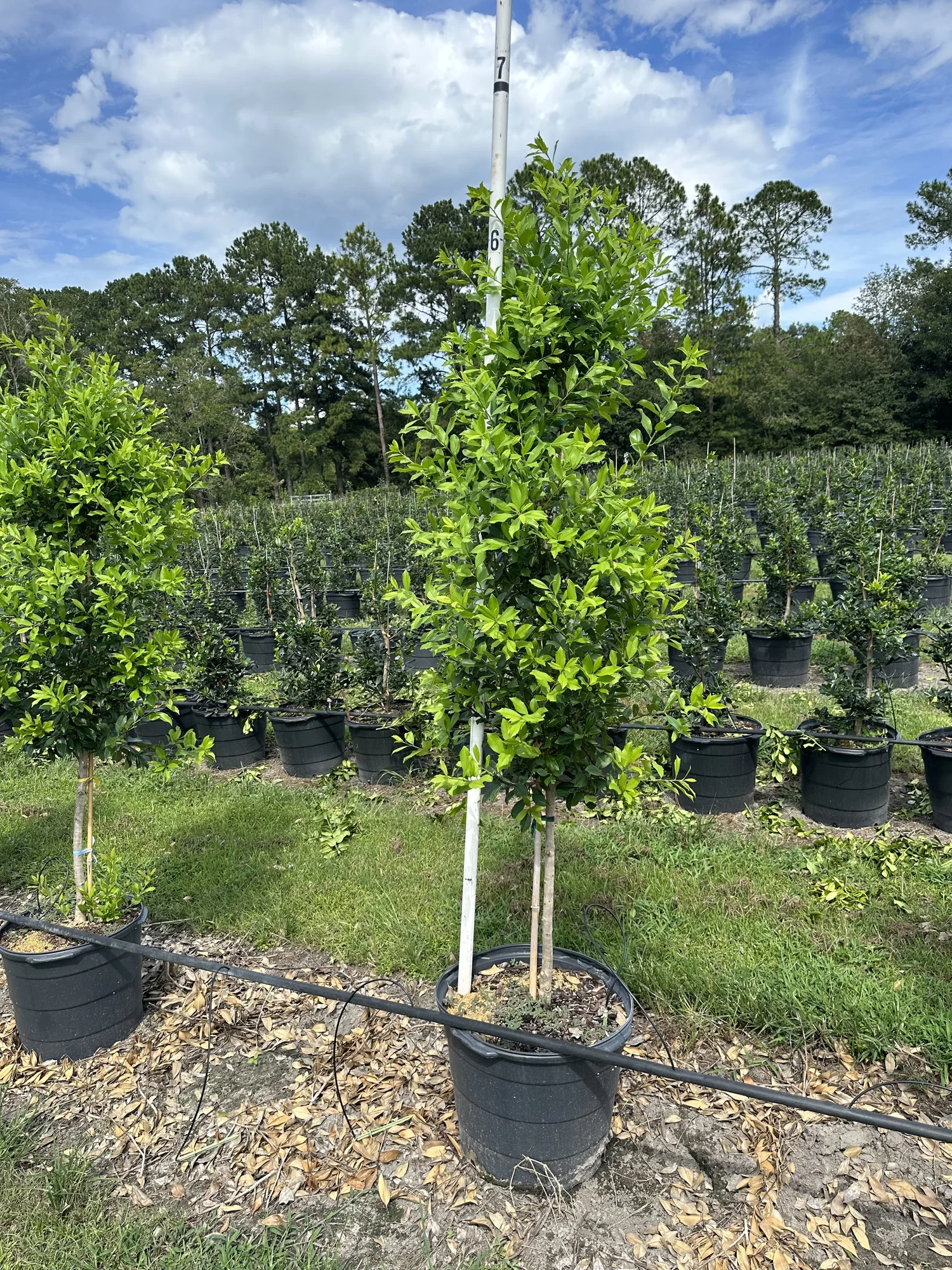 Santa Fe Tree Co.