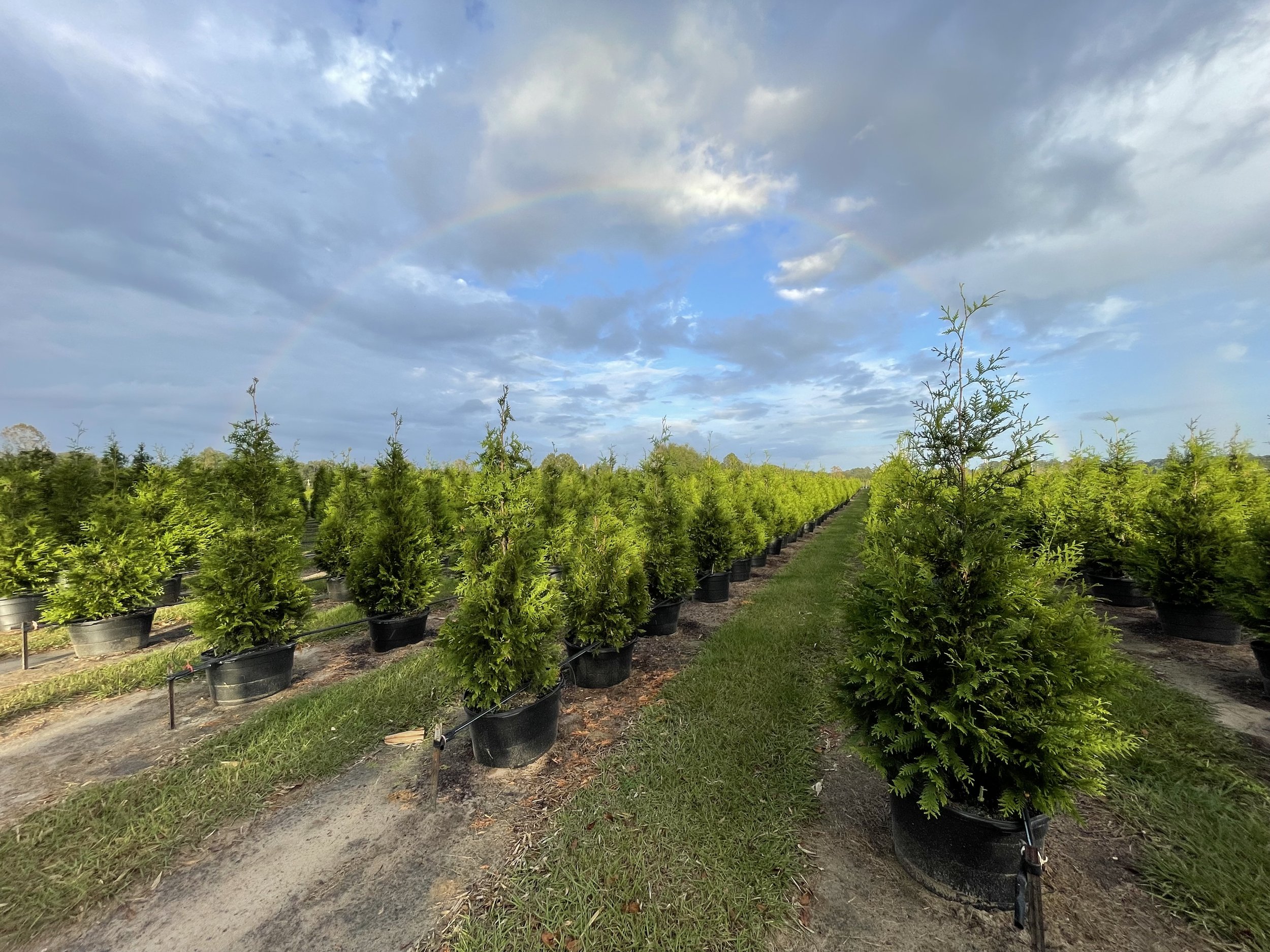 Santa Fe Tree Co.