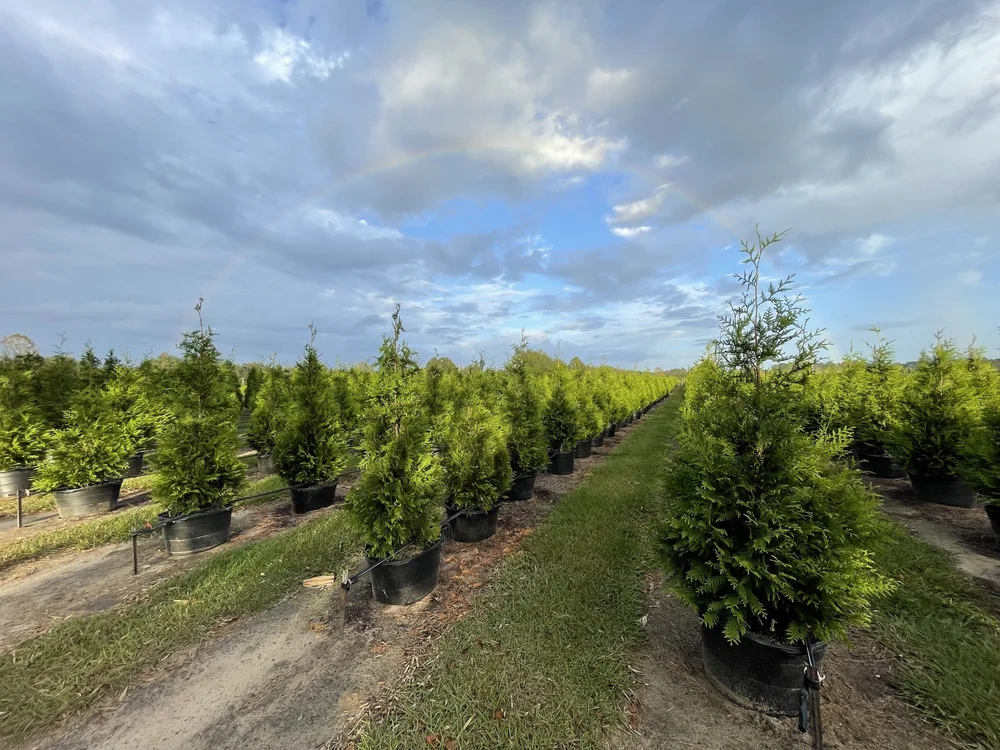 Availability — Santa Fe Tree Co.