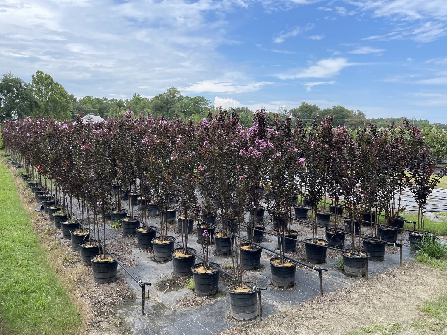 Santa Fe Tree Co.