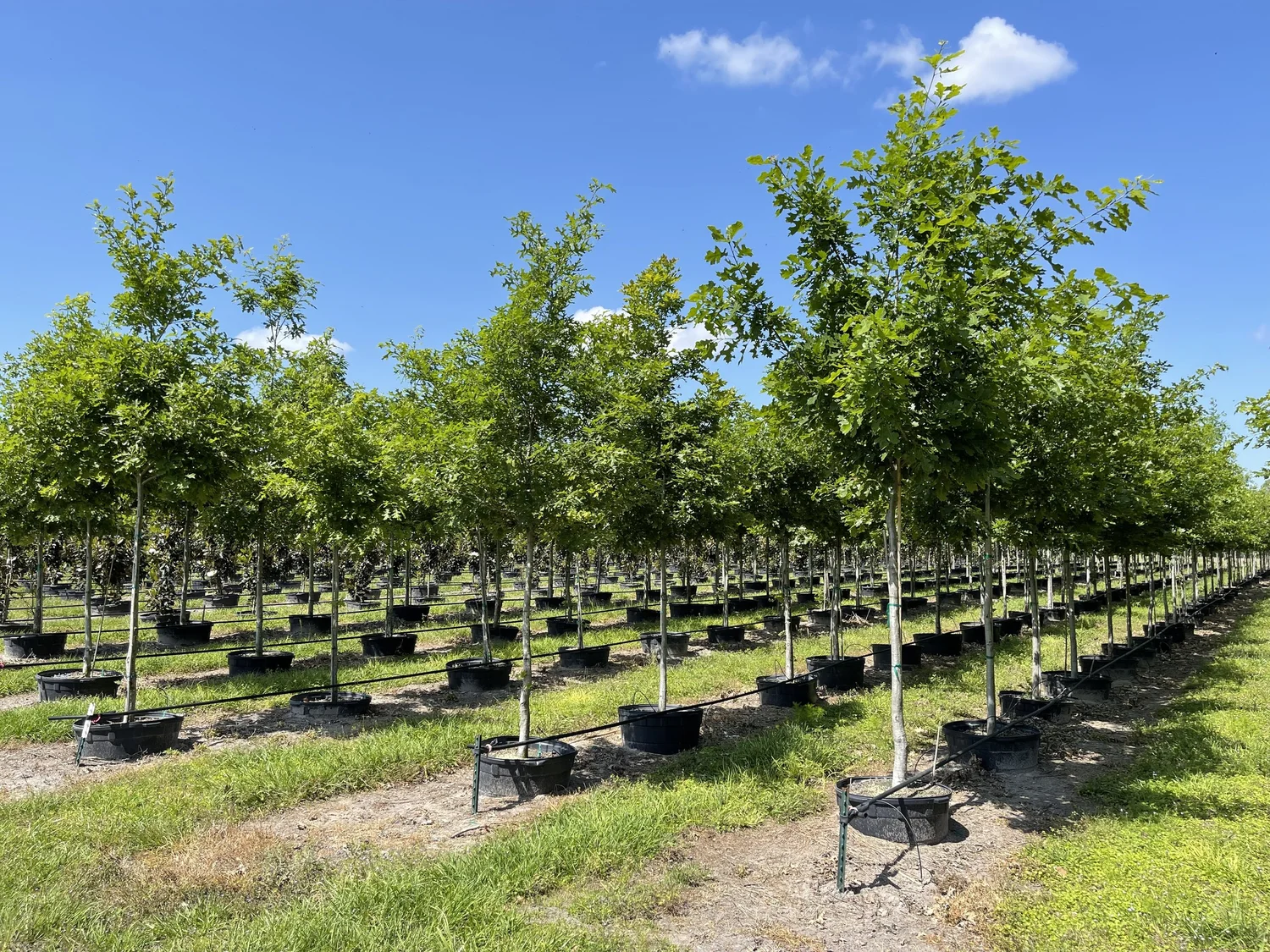 Santa Fe Tree Co.