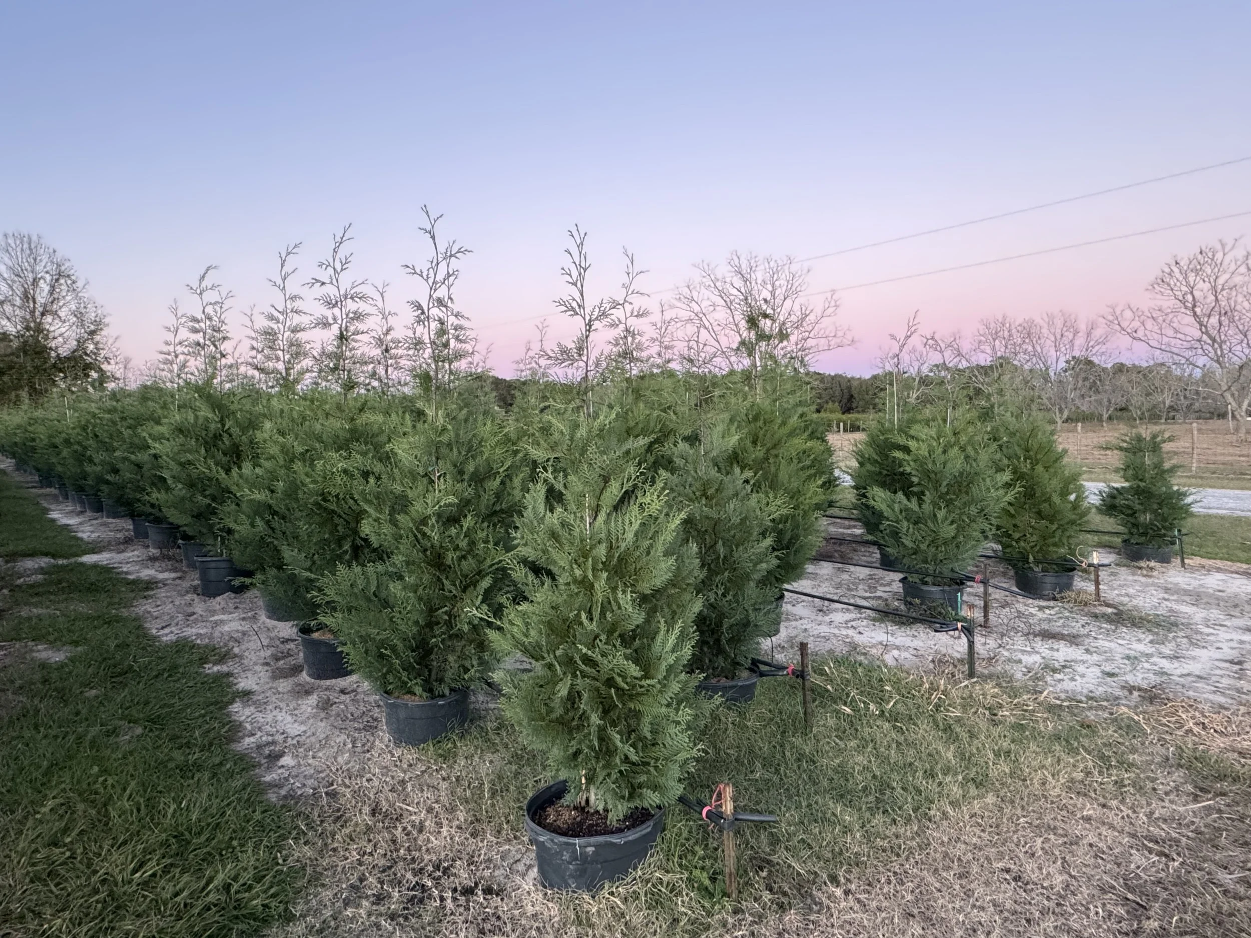 Santa Fe Tree Co.