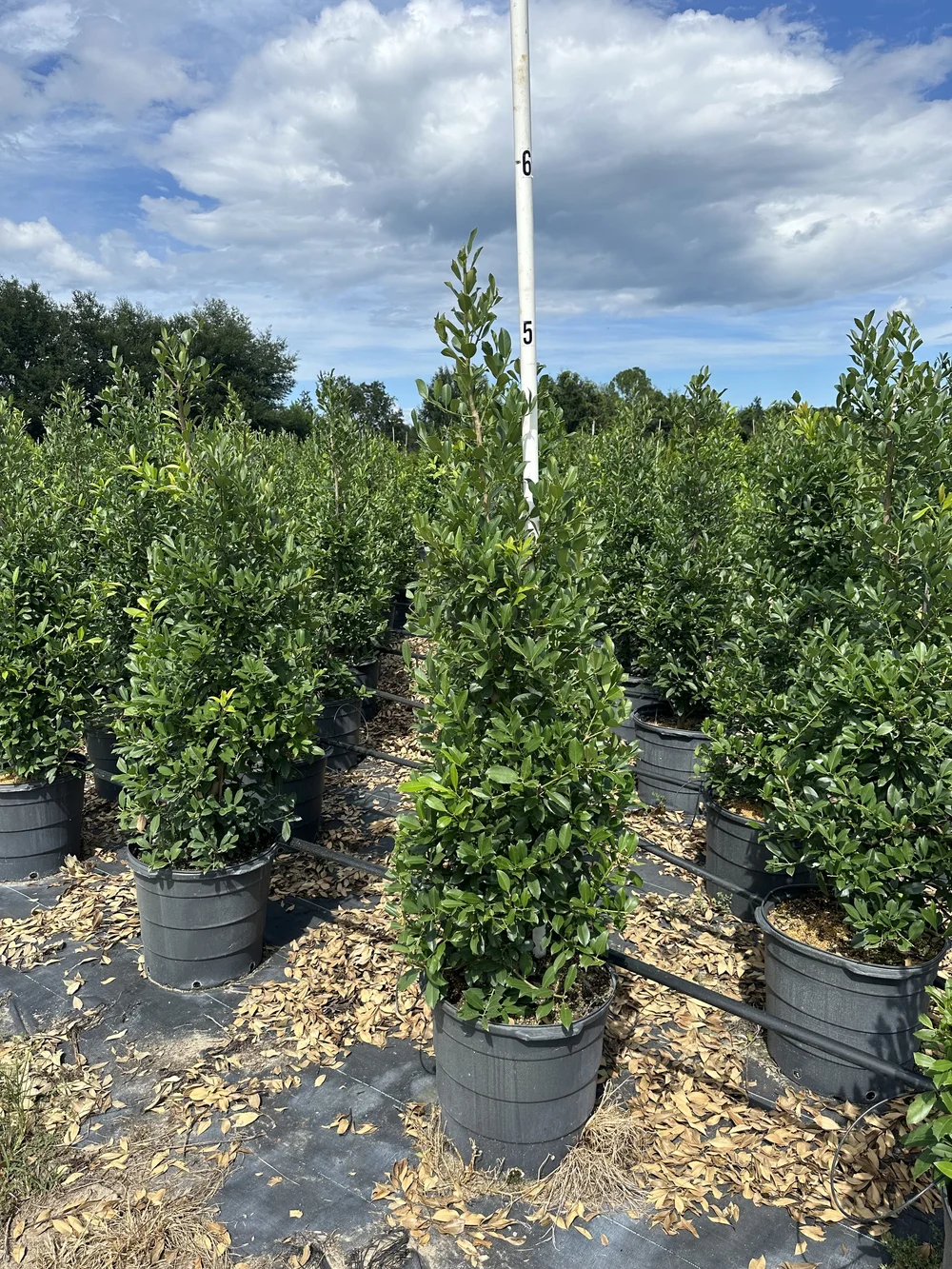 Santa Fe Tree Co.