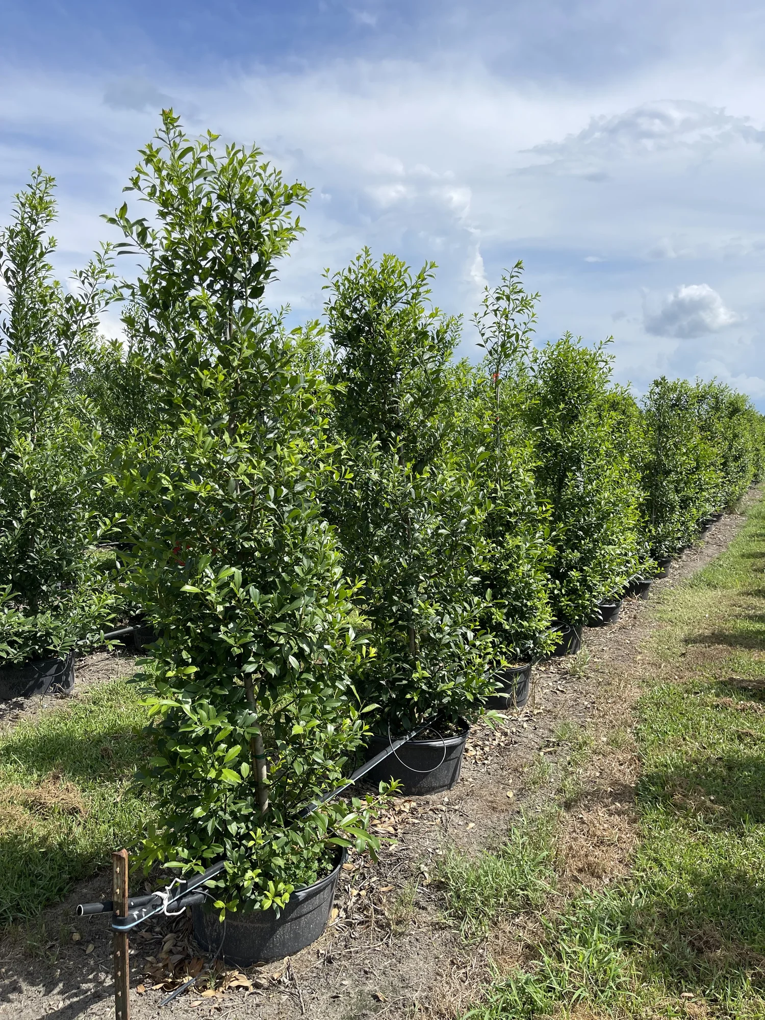 Santa Fe Tree Co.