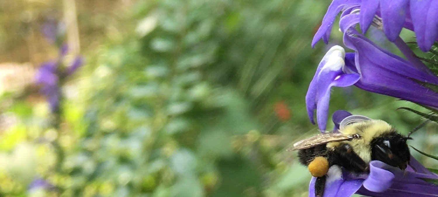 Riparian Restoration Program — Illinois River Watershed Partnership